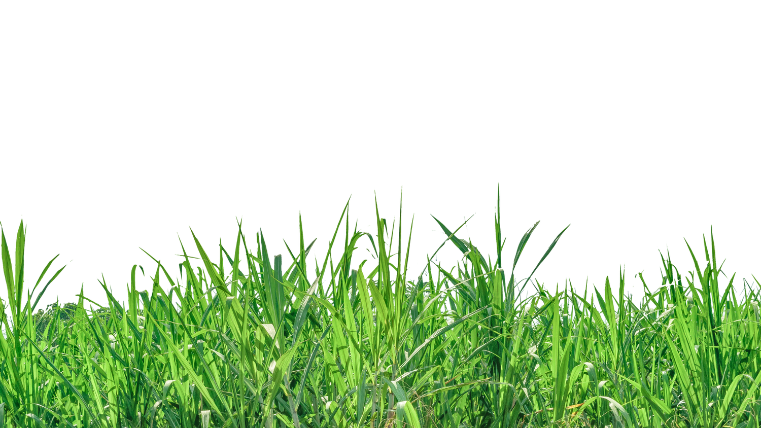 Backyard Pond Builder