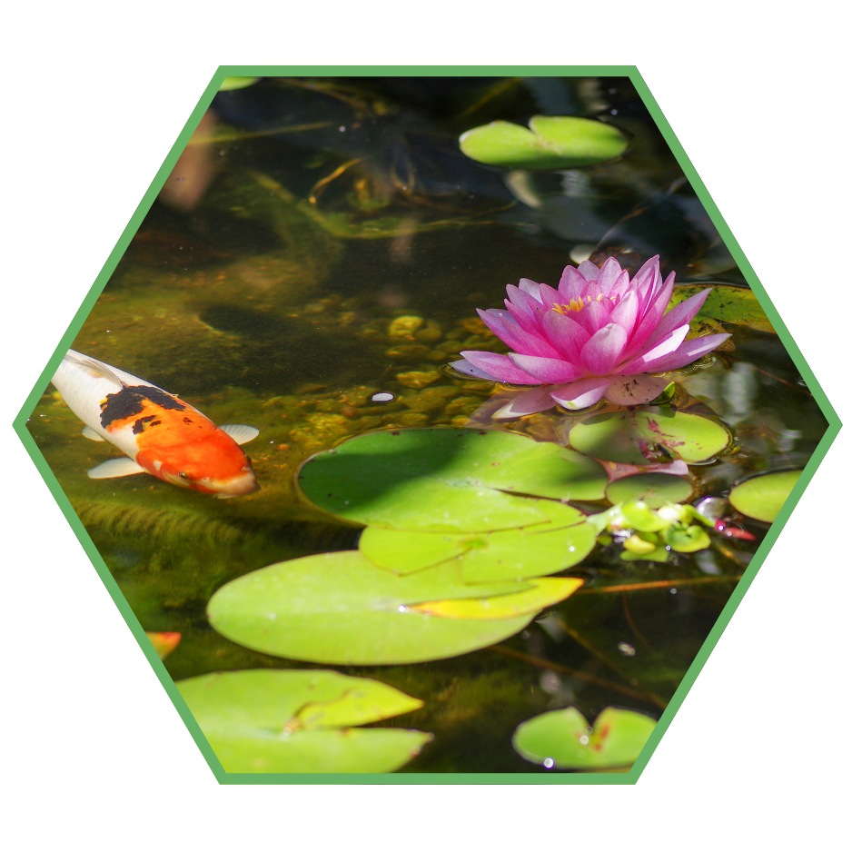 Backyard Pond Builder