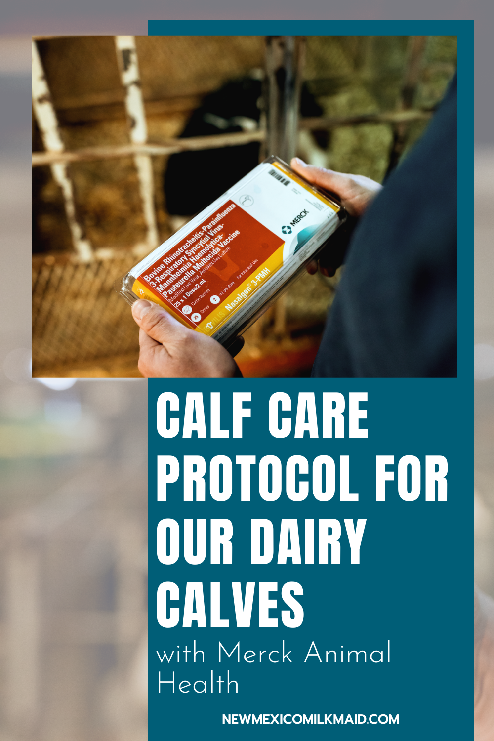 Calf Care Protocol for Our Dairy Calves with Merck Animal Health — Tara ...