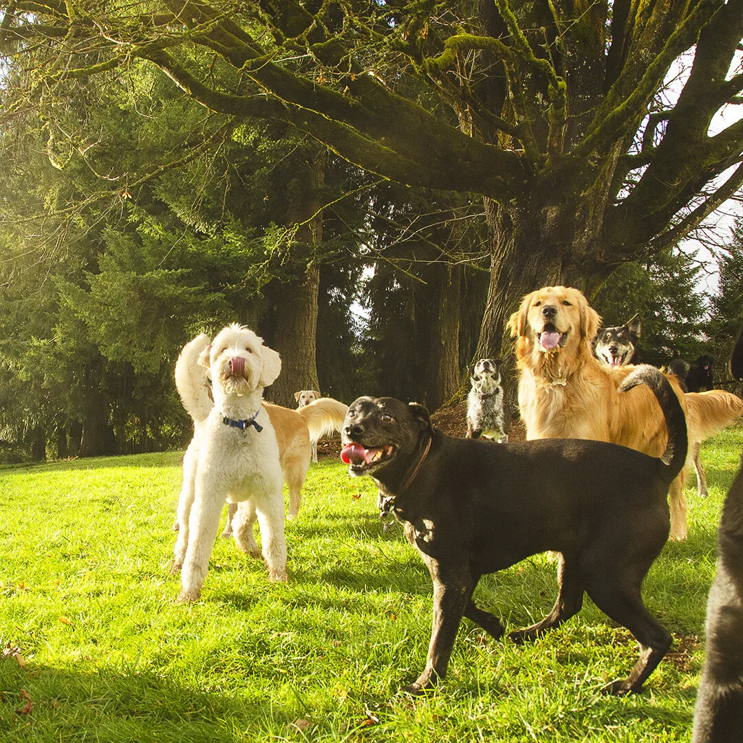 ABOUT US — Double Dog Ranch :: A free play, free roam, home-based ...