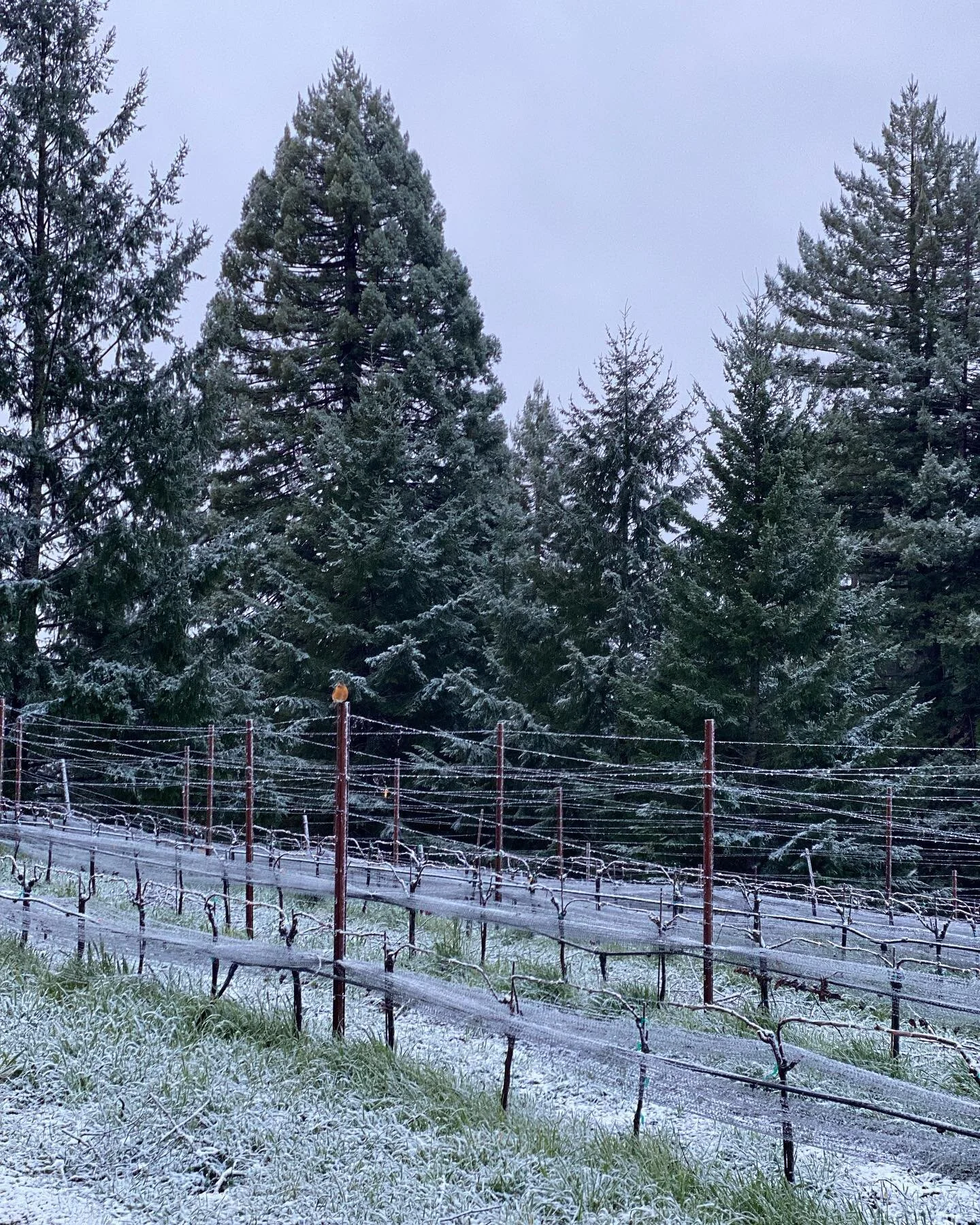 Wentworth Vineyard & Ranch