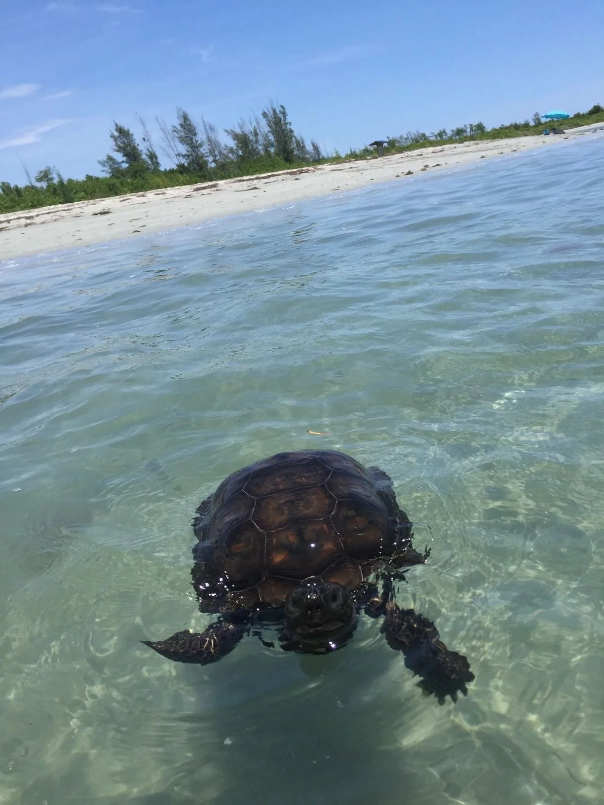 Mangroves, Manatees & More! — Paddle Florida