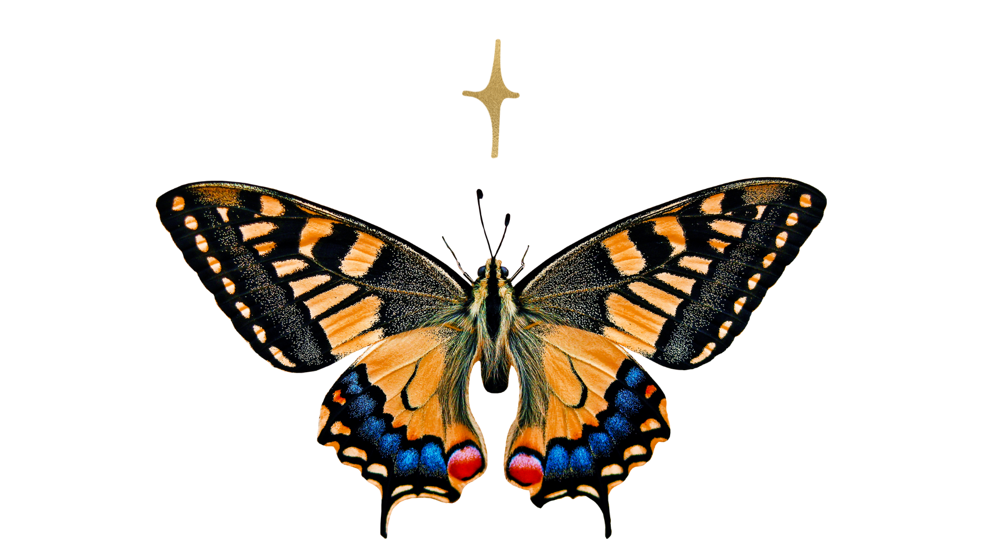 Inner Child Alchemy Course — Sacred Ancestry