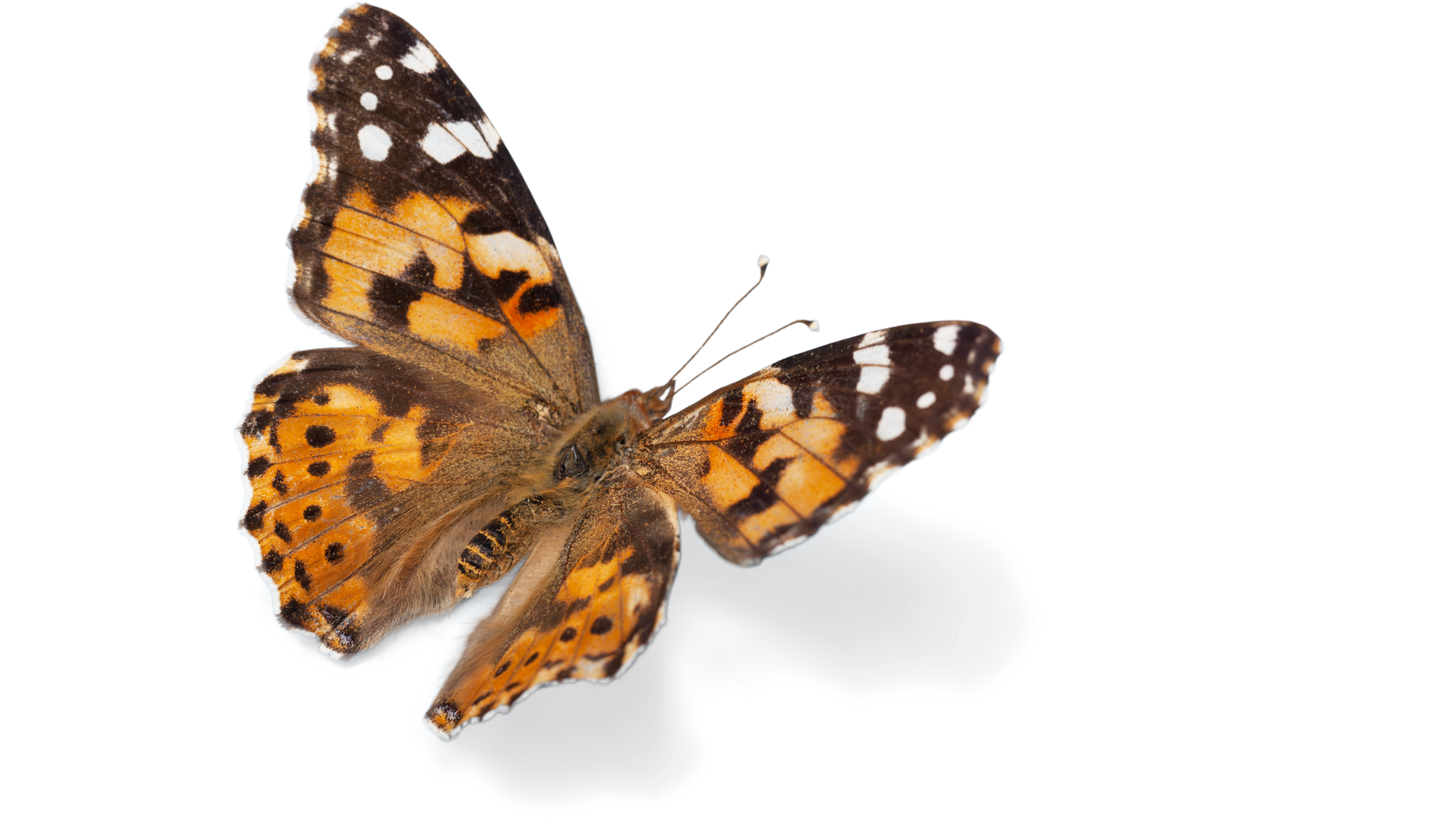 Inner Child Alchemy Course — Sacred Ancestry