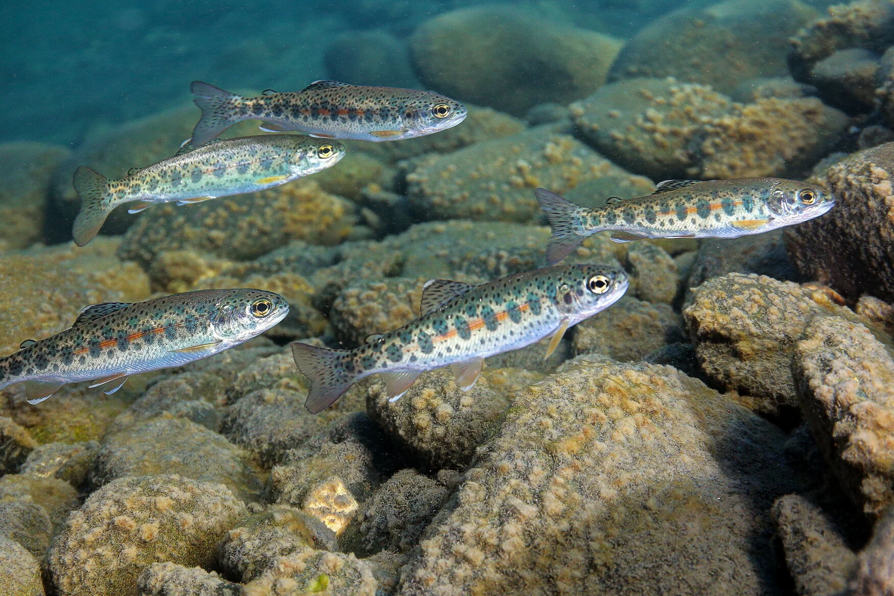 Restoring Steelhead — Wild Steelhead Coalition