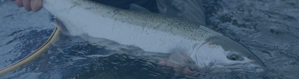 Wild Steelhead Coalition