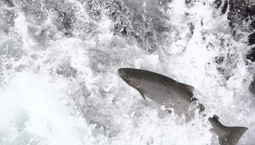 Steelhead Fundamentals — Wild Steelhead Coalition