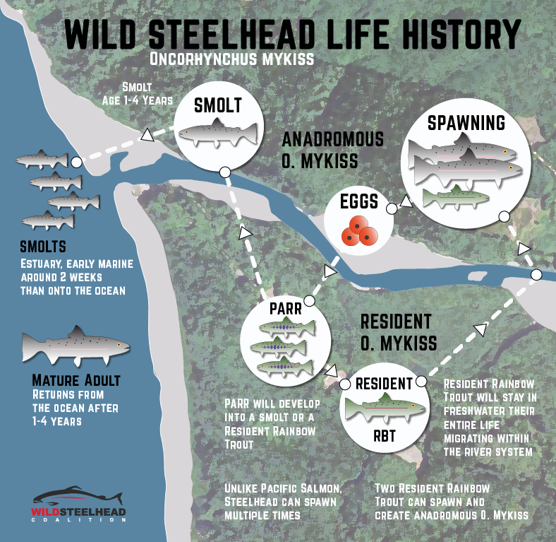 Steelhead Fundamentals — Wild Steelhead Coalition