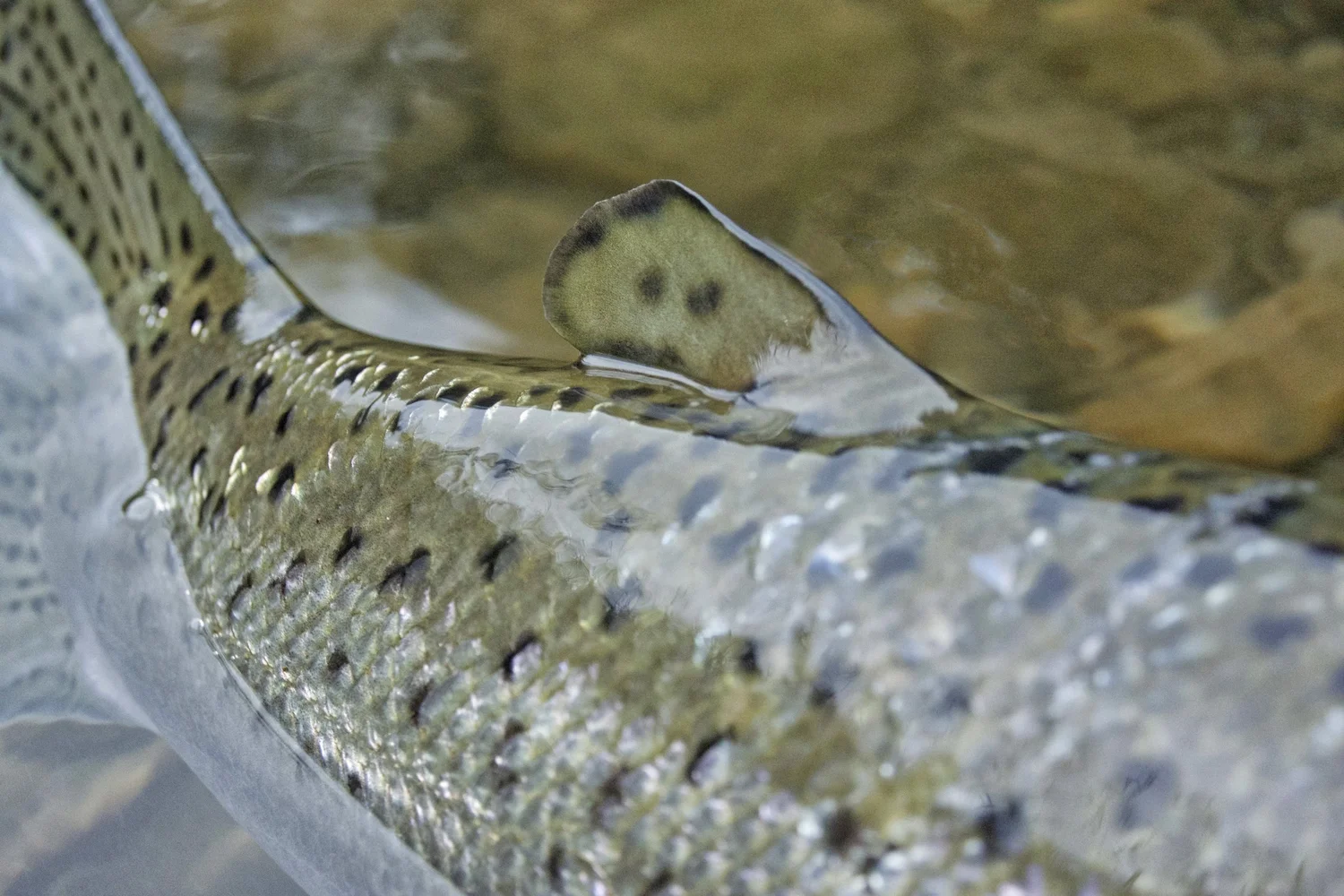What's The Skinny On The Adipose Fin? — Wild Steelhead Coalition