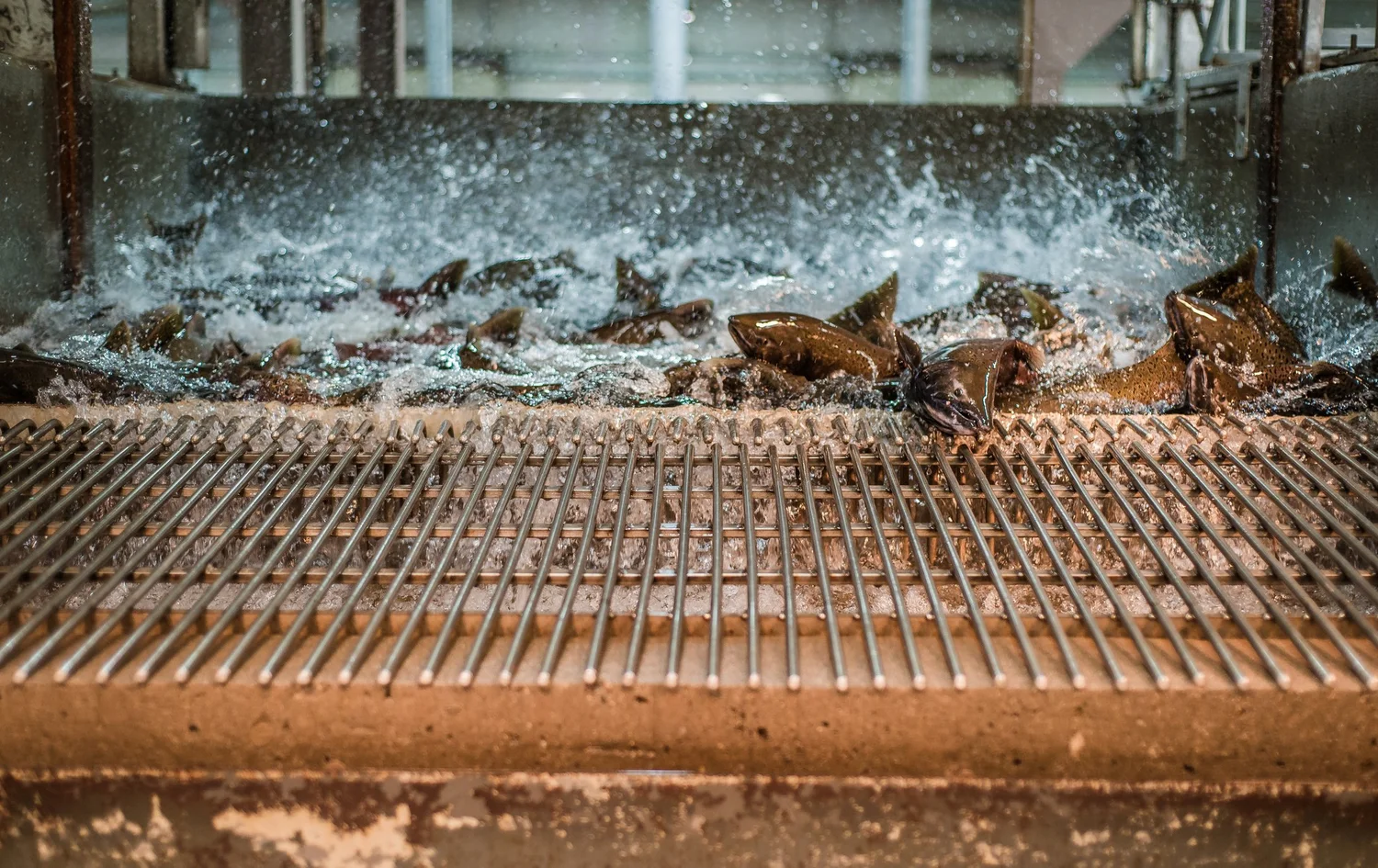 Hatchery vs. Wild Steelhead: What the Science Says — Wild Steelhead ...