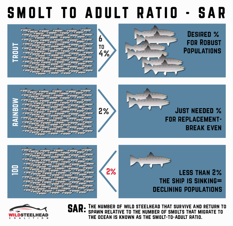 Steelhead’s Missing Years — Wild Steelhead Coalition