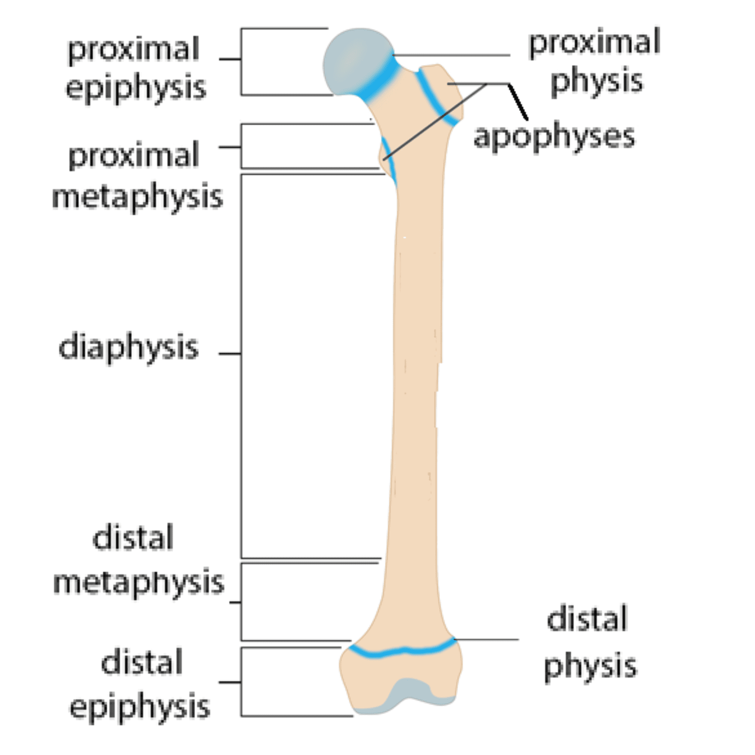 Growth Plate Injuries — made to move
