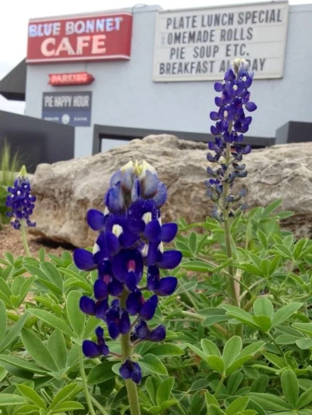 Blue Bonnet Cafe