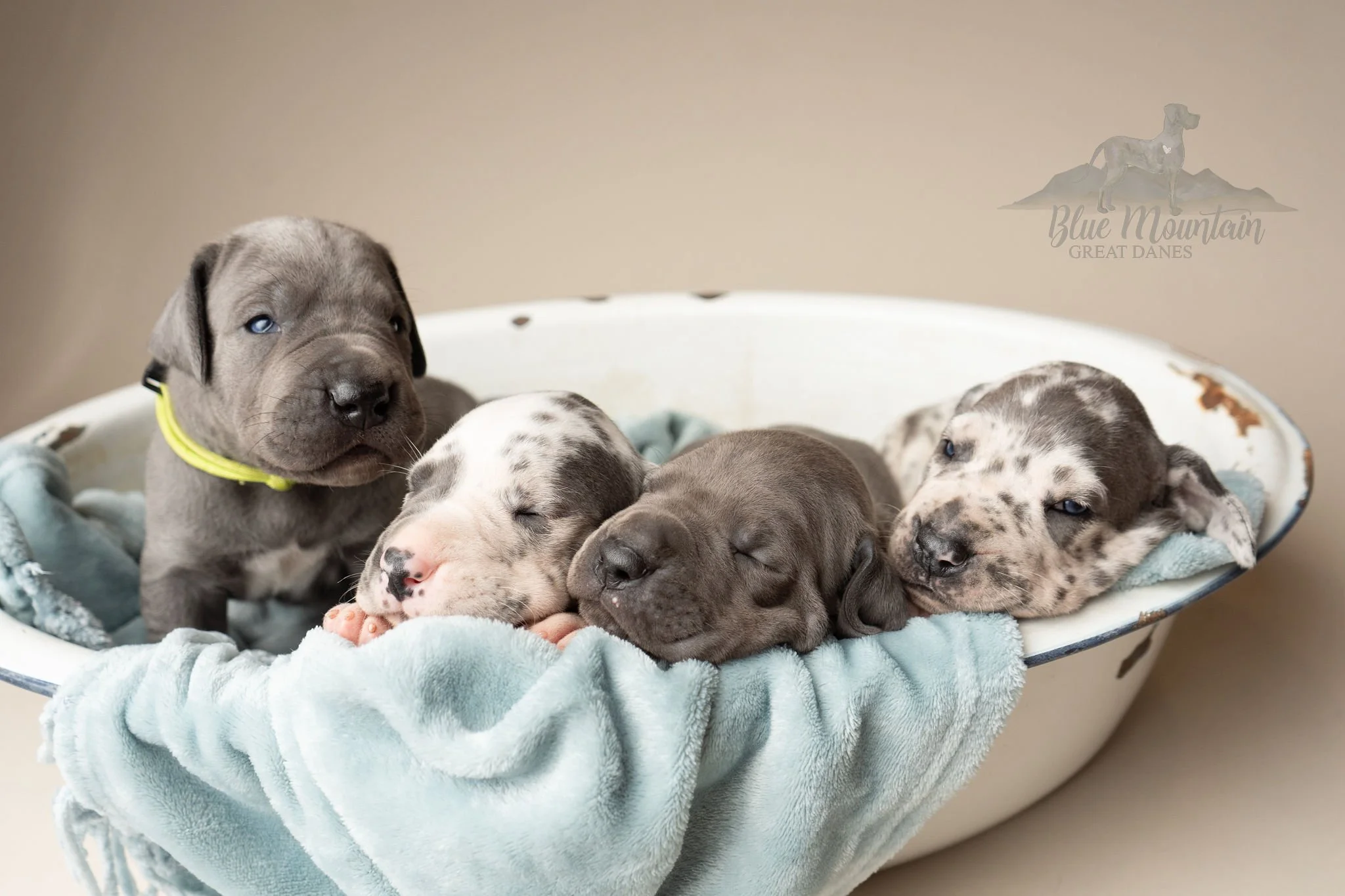 Great Dane Puppies Blue