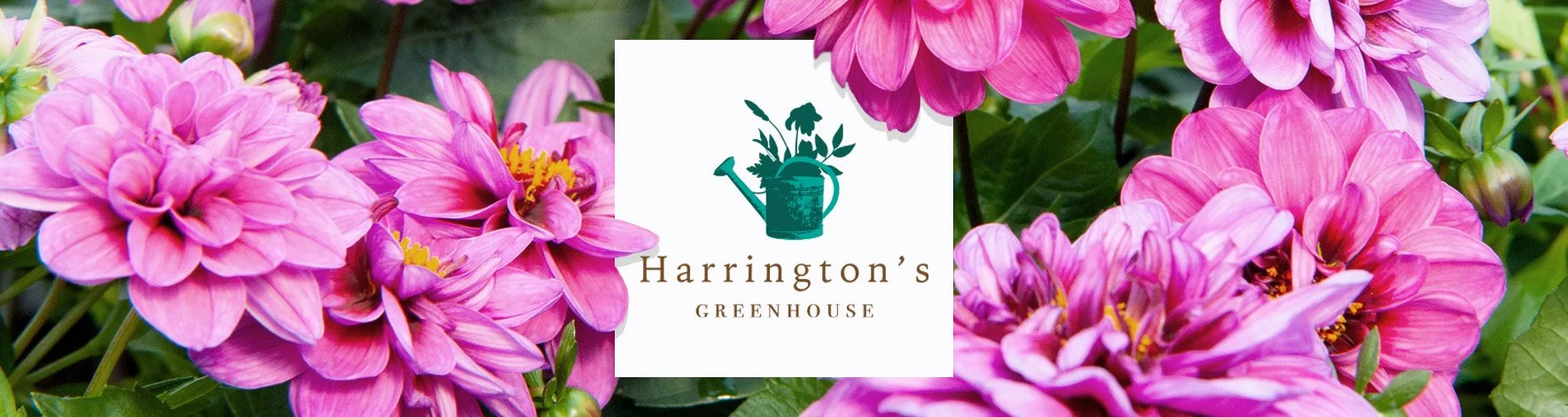 Harrington's Greenhouse