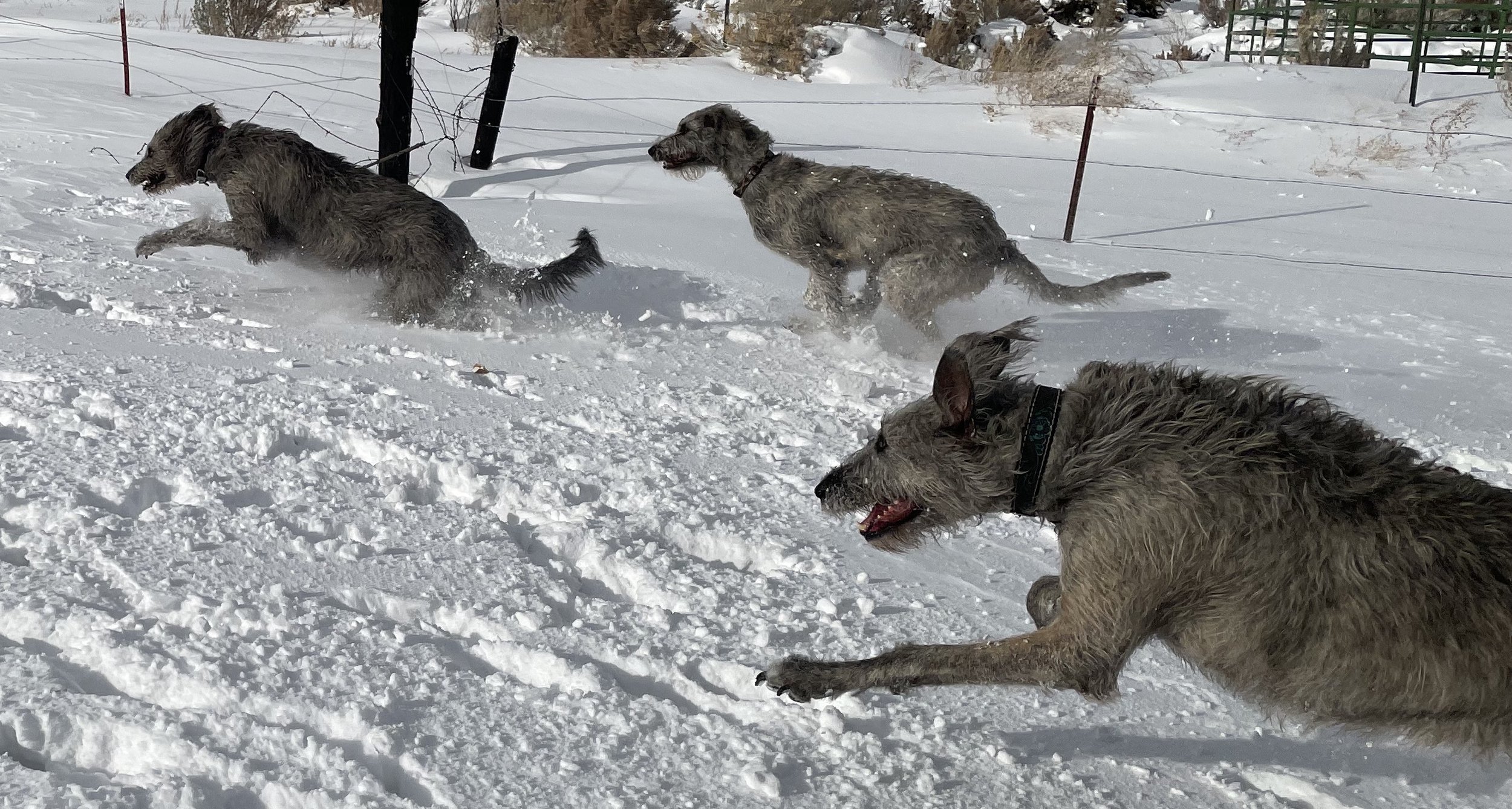 Commonly asked questions about Irish Wolfhounds — WESTOVER WOLFHOUNDS