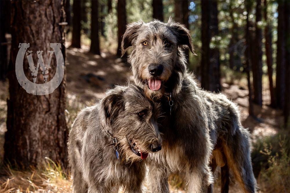 WESTOVER WOLFHOUNDS