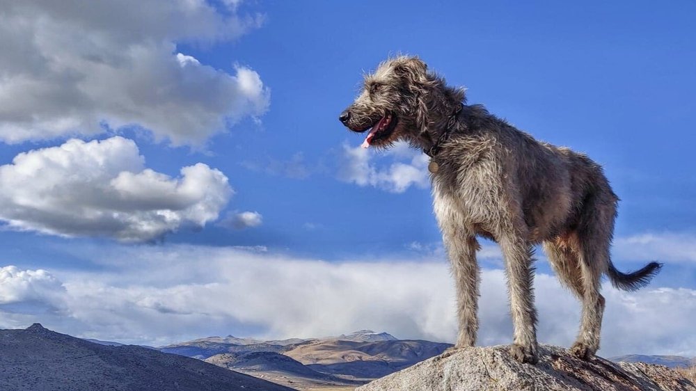 IRISH WOLFHOUND EXPERIENCES — WESTOVER WOLFHOUNDS