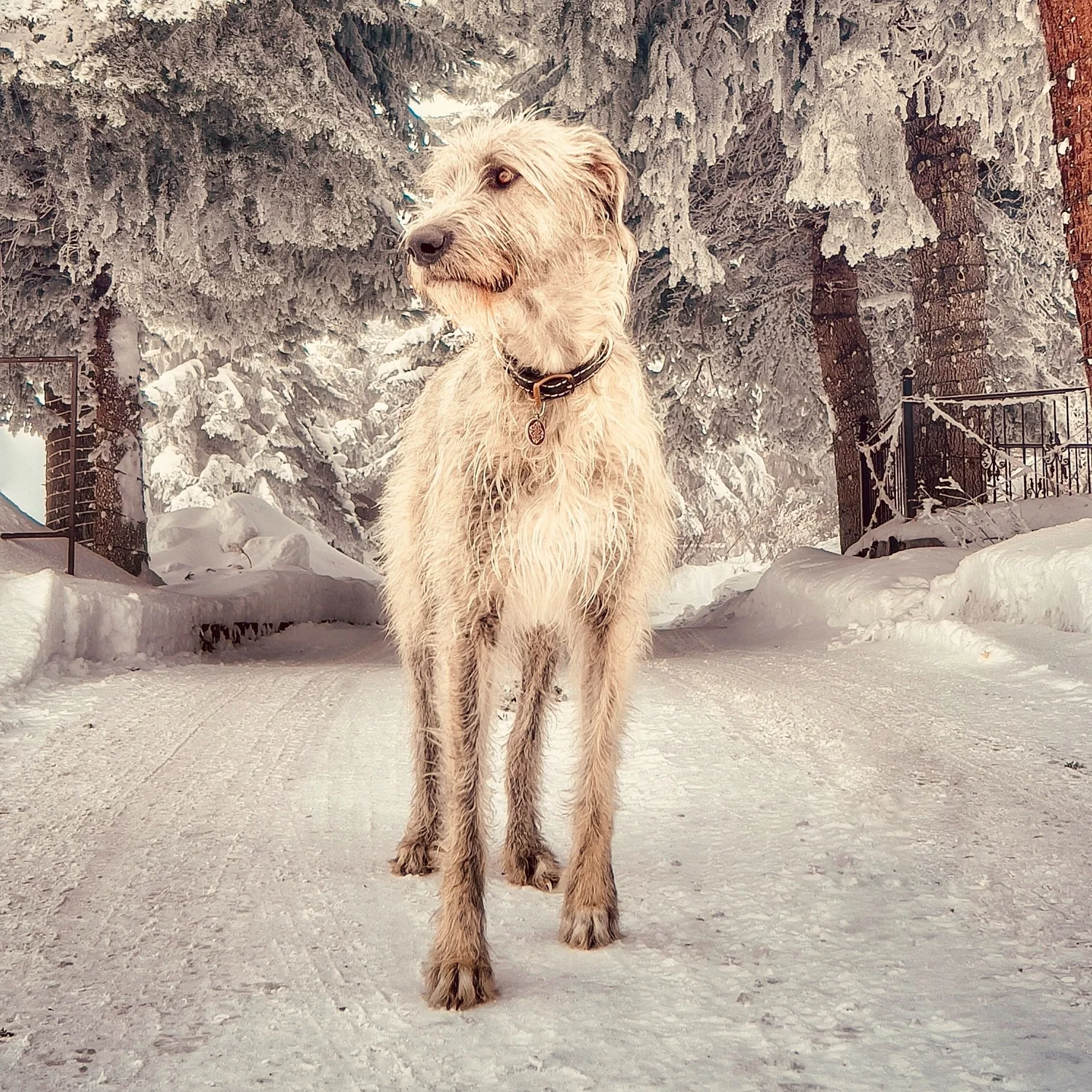 BREEDING IRISH WOLFHOUNDS — WESTOVER WOLFHOUNDS