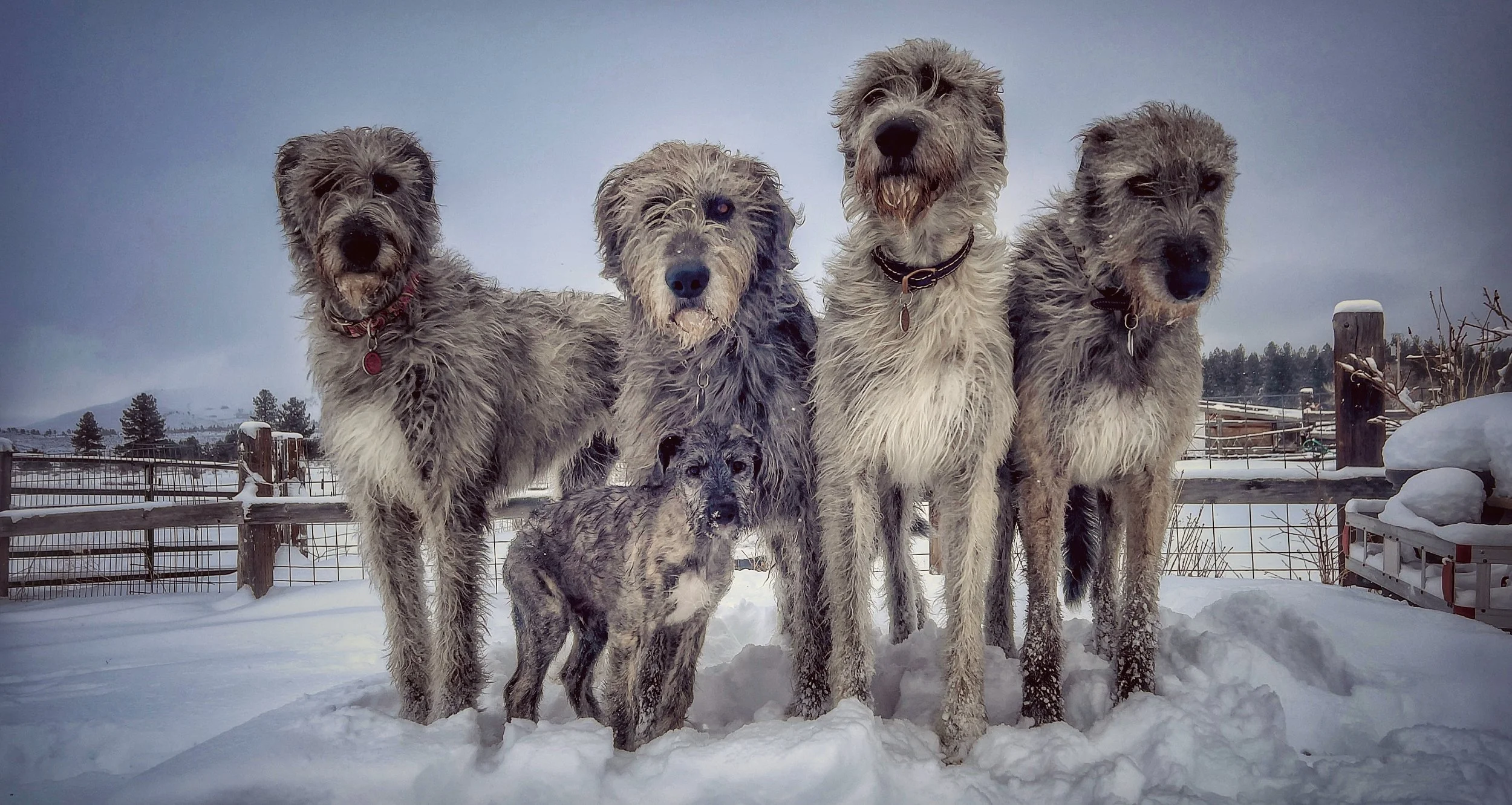 10 Things You Need to Know Before Bringing Home an Irish Wolfhound ...
