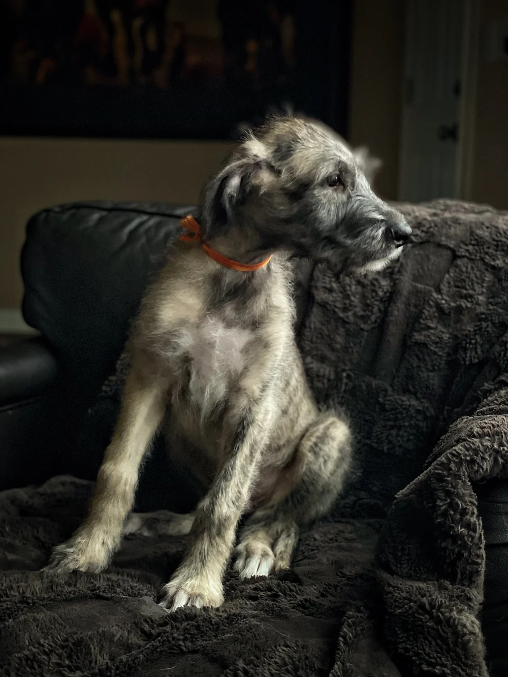 10 Things You Need to Know Before Bringing Home an Irish Wolfhound ...