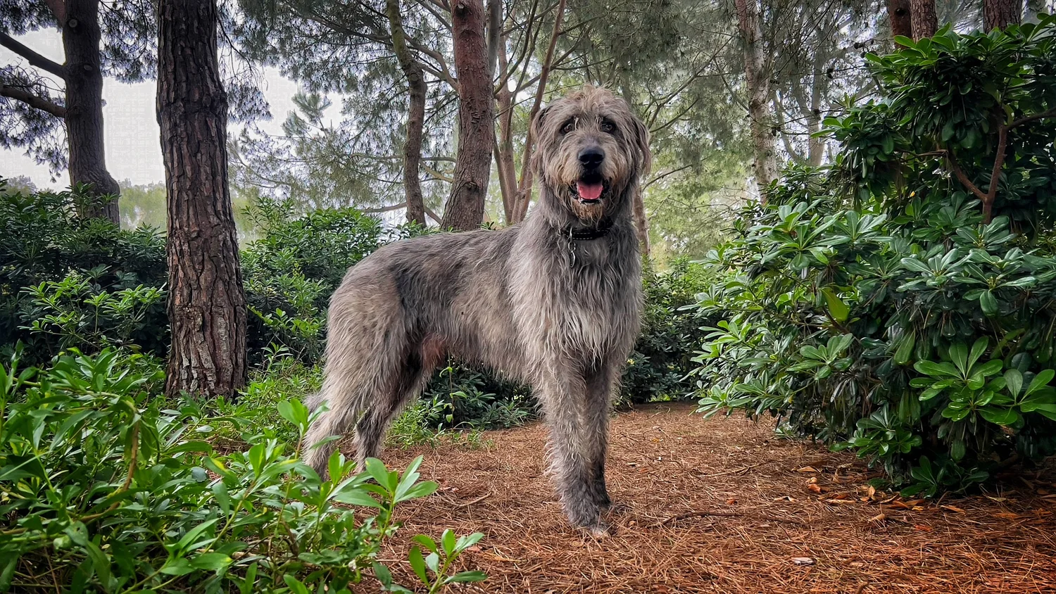 Exemplifying Irish Wolfhound Breed Standards — WESTOVER WOLFHOUNDS