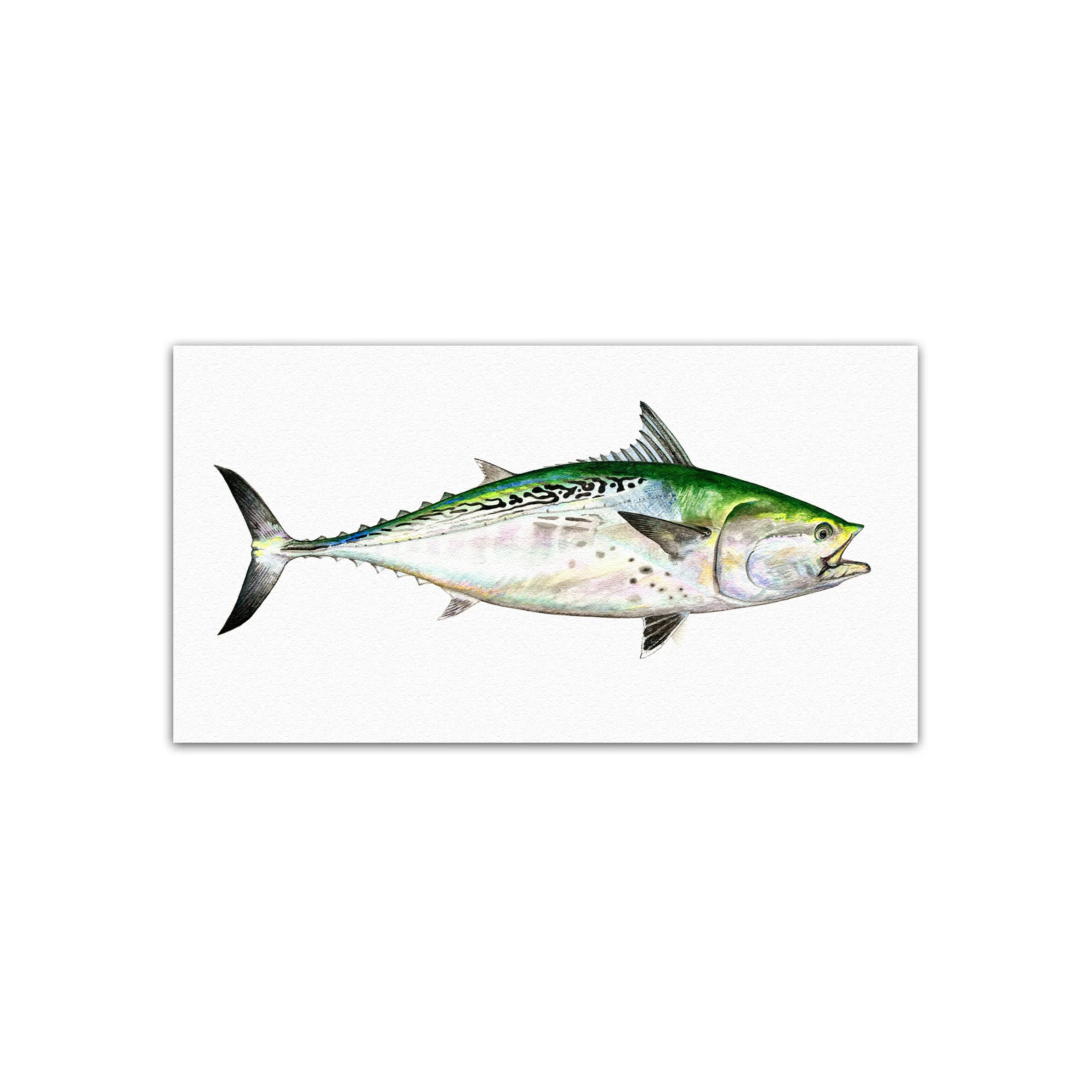 False Albacore Tuna