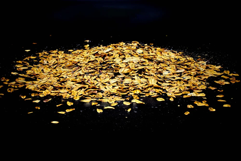 Seed Collection — Ancient Forest Society