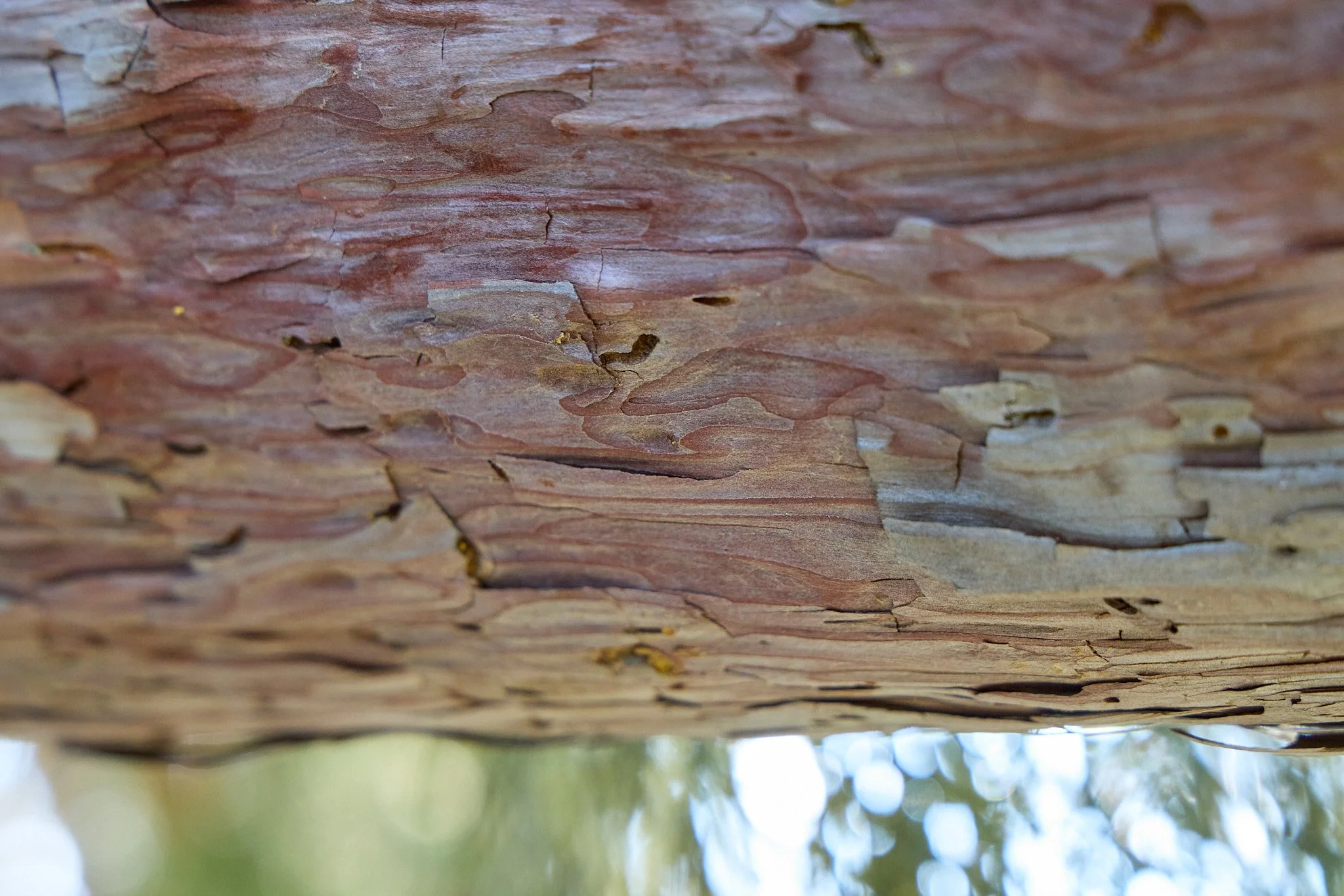 Bark Beetles — Ancient Forest Society