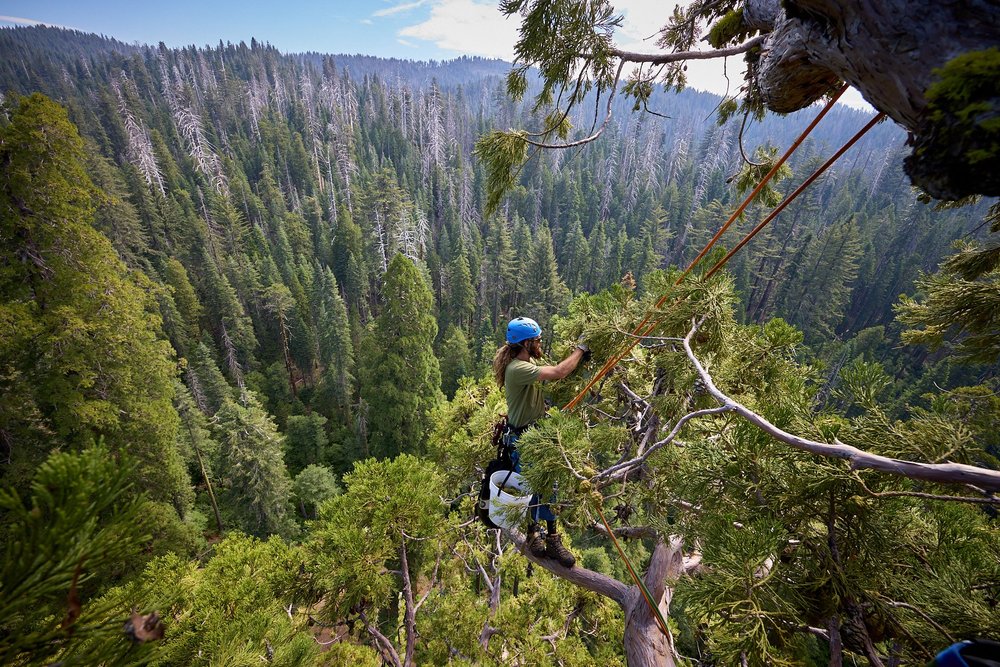 Seed Collection — Ancient Forest Society