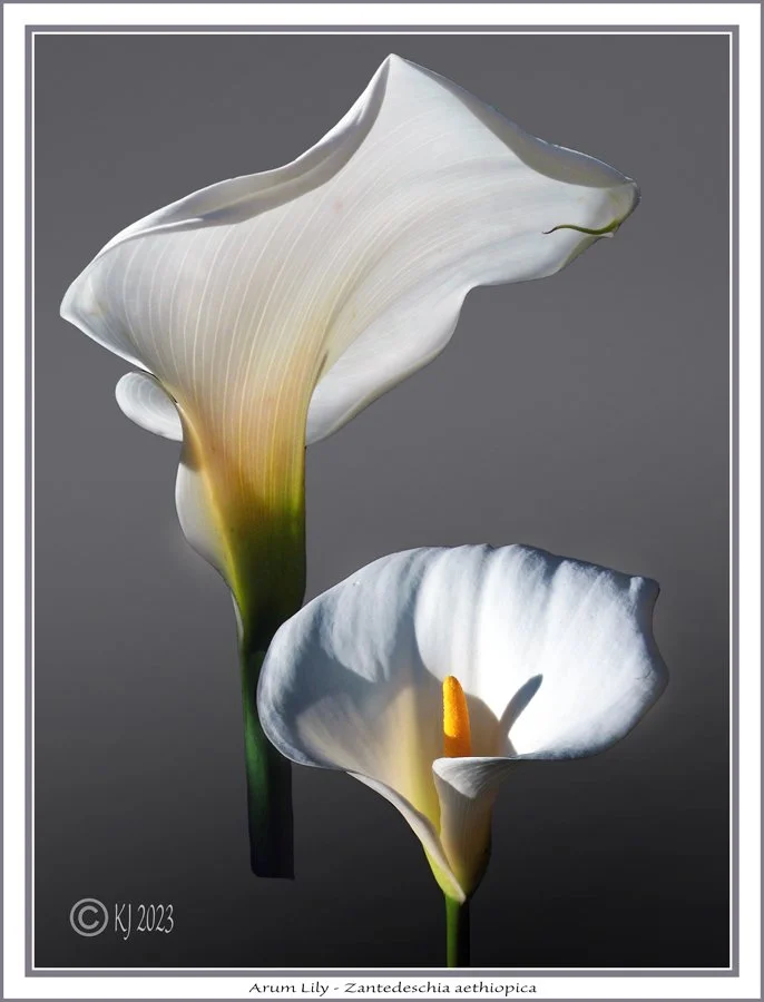 Flower Digital Art | Nature Pictures & Art — Nature Pictures & Art