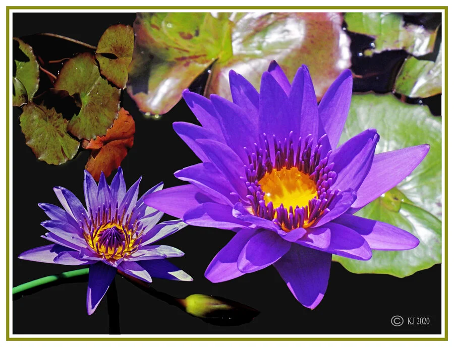 Flower Photography Images — Nature Pictures & Art