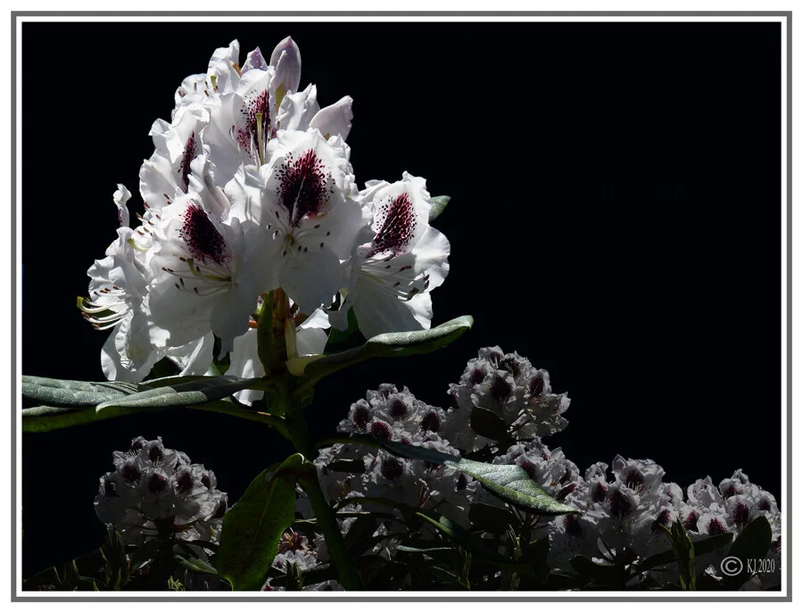 flowers, pictures of flowers, flower photography, floral art — Nature ...