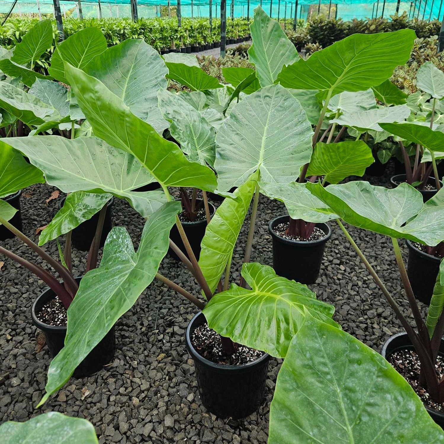 Alocasia Macrorrhiza — Daradgee Wholesale Nursery