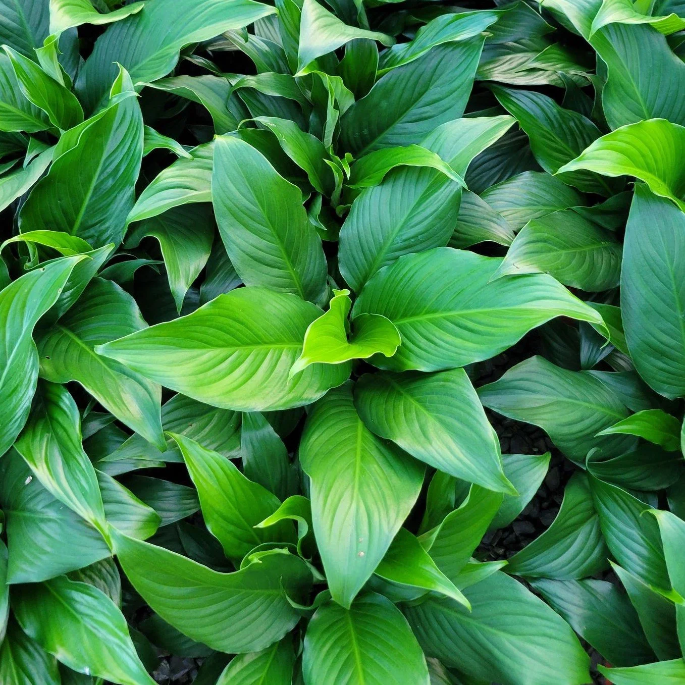 Spathiphyllum — Daradgee Wholesale Nursery