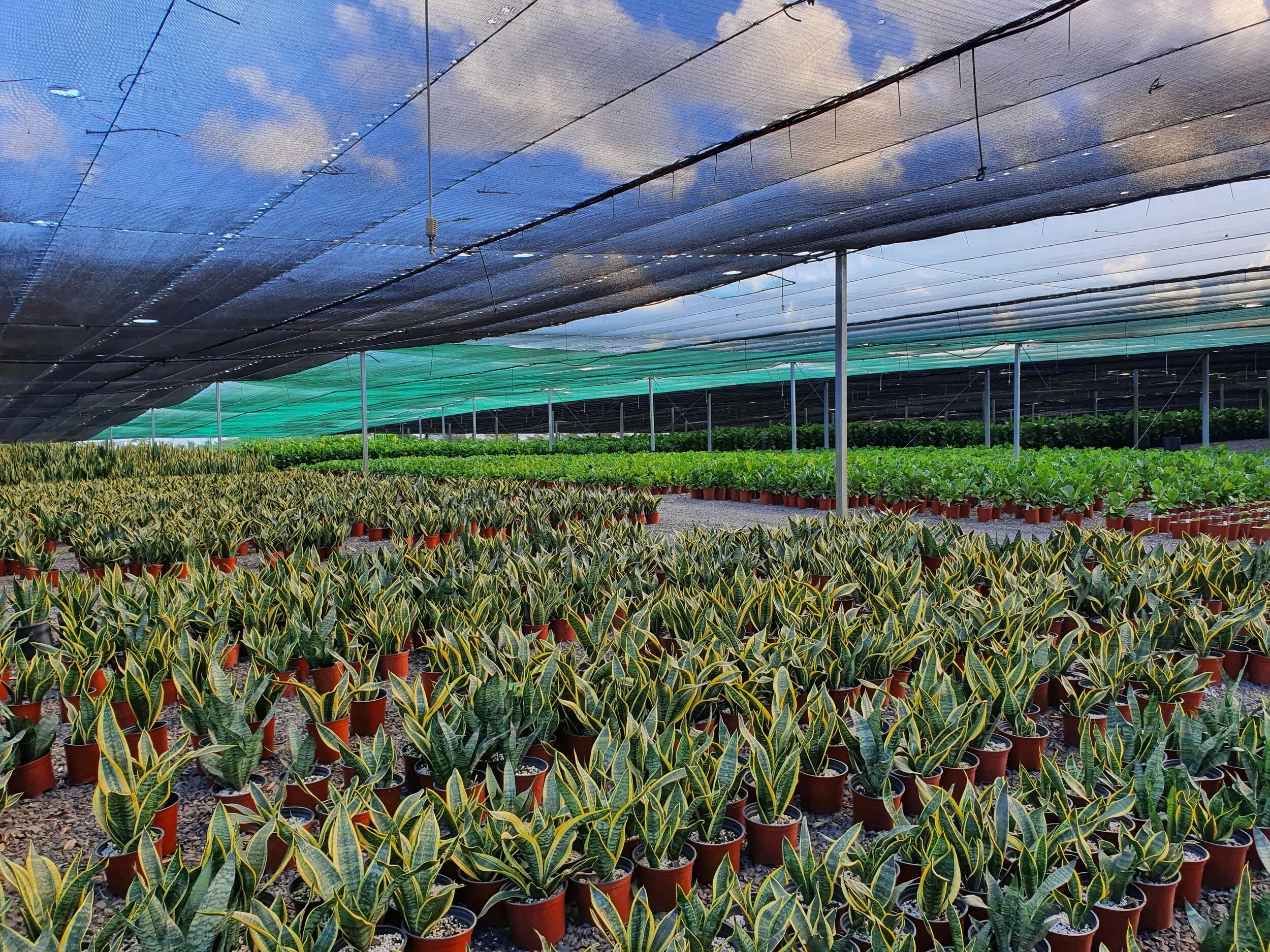 Gallery — Daradgee Wholesale Nursery