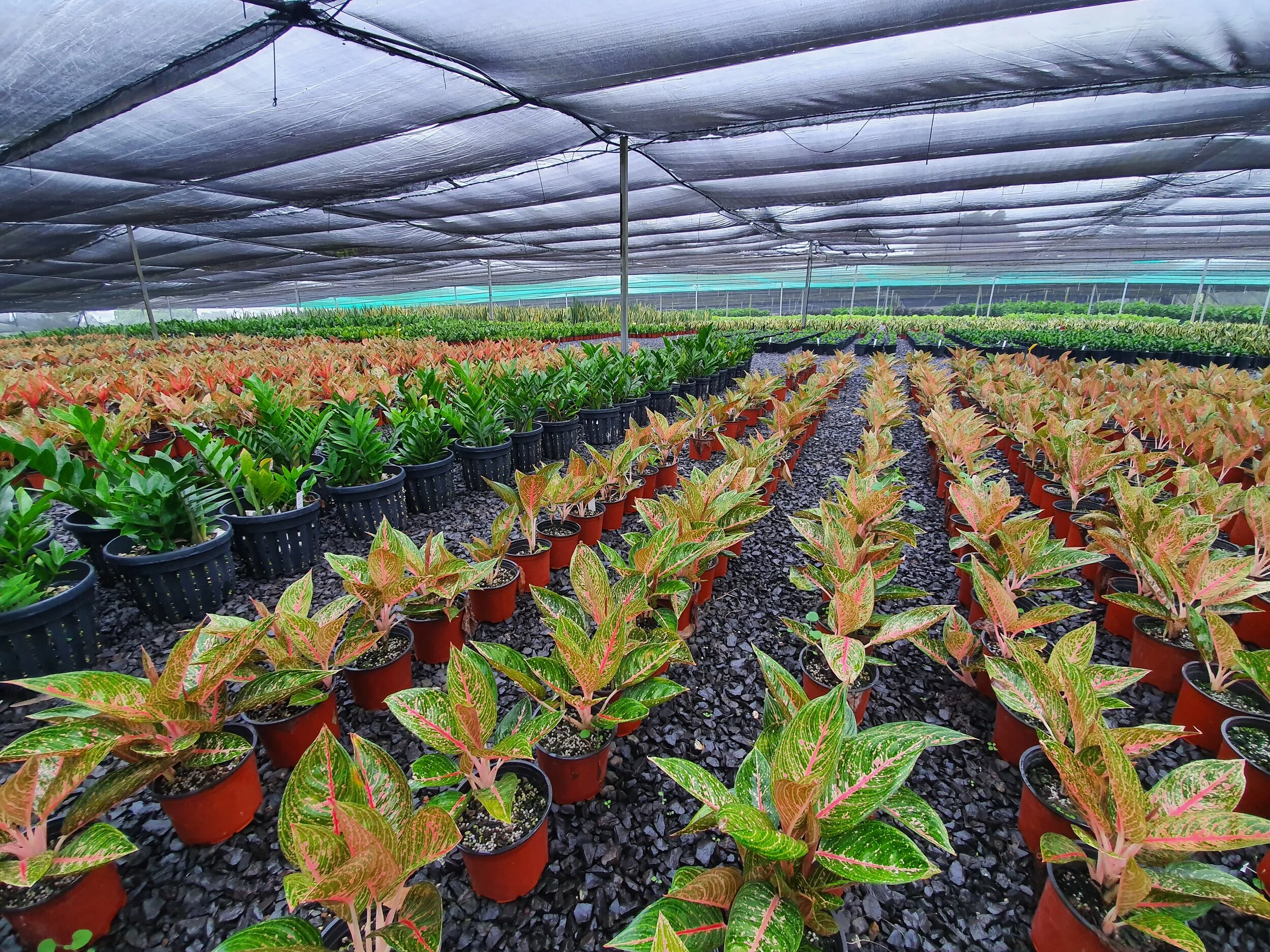 Gallery — Daradgee Wholesale Nursery