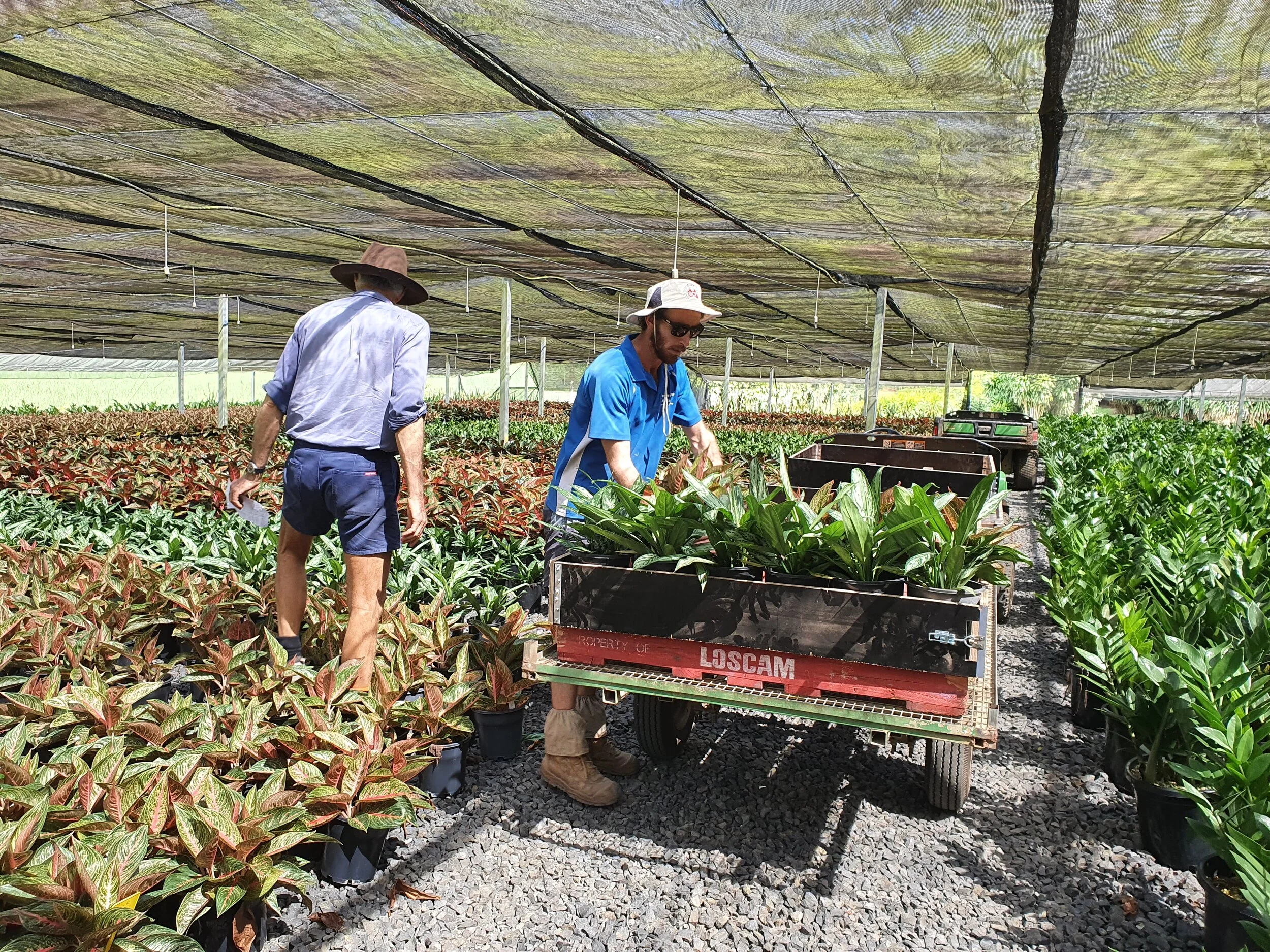 Gallery — Daradgee Wholesale Nursery