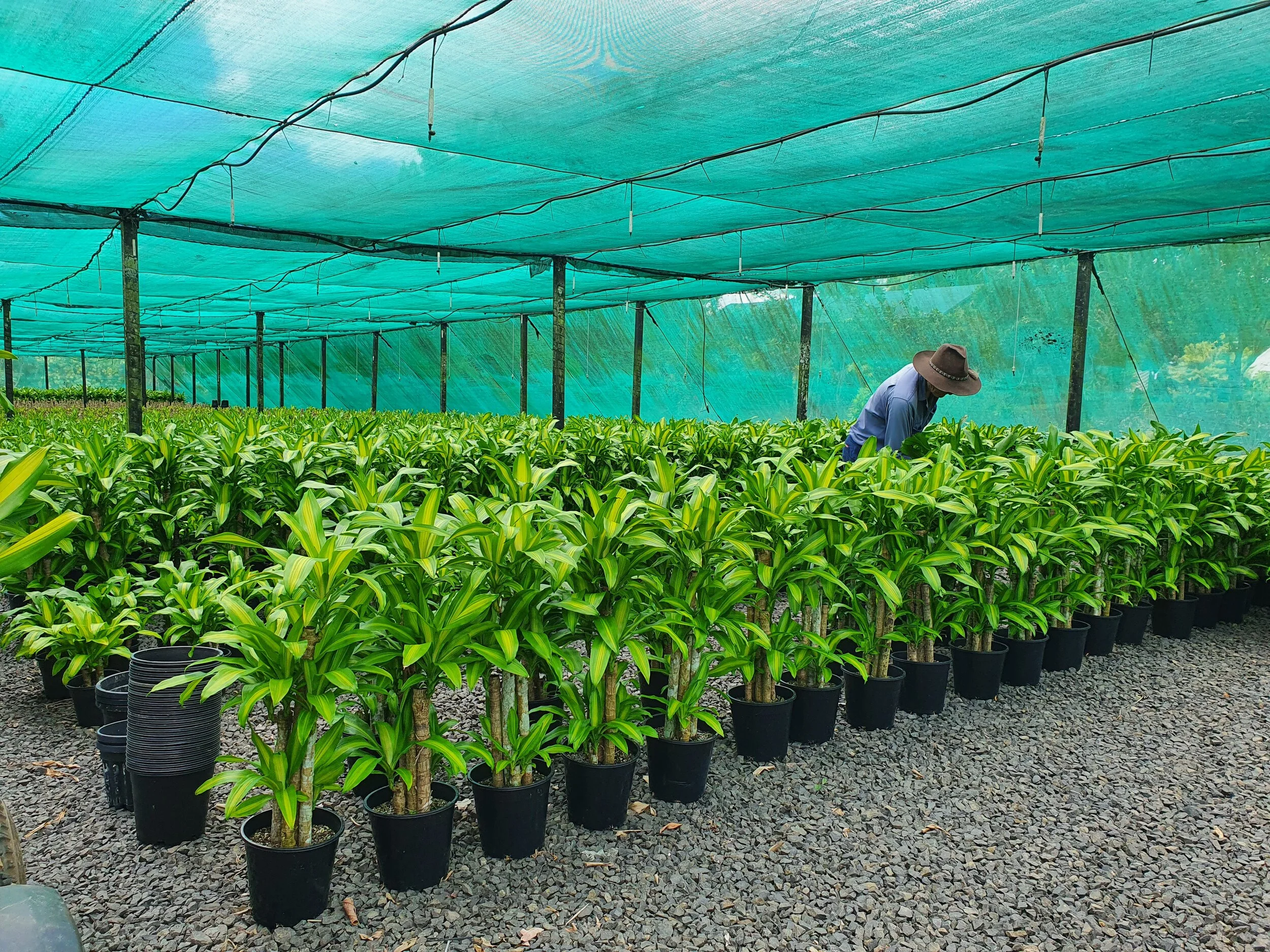 Gallery — Daradgee Wholesale Nursery