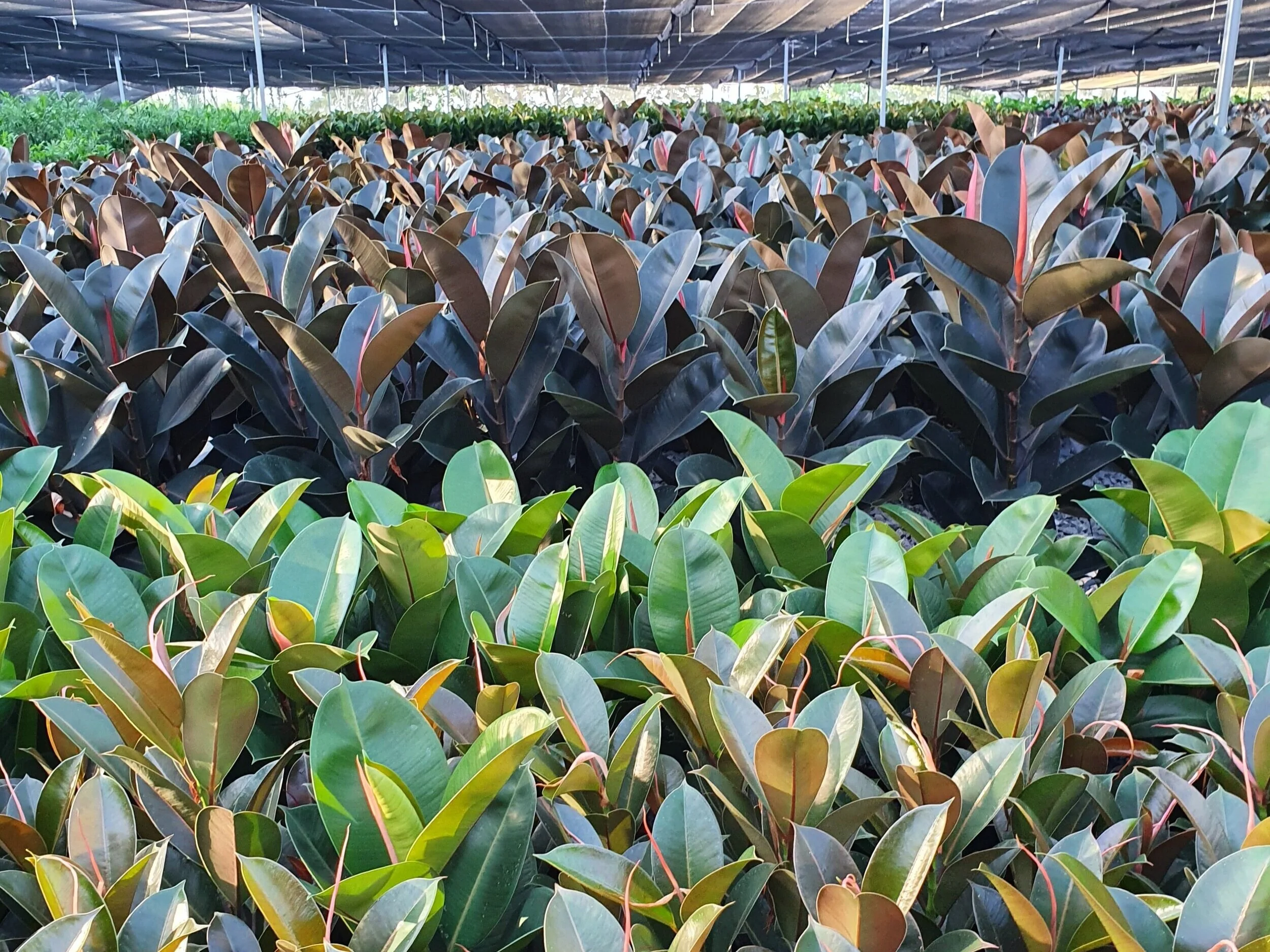 Gallery — Daradgee Wholesale Nursery