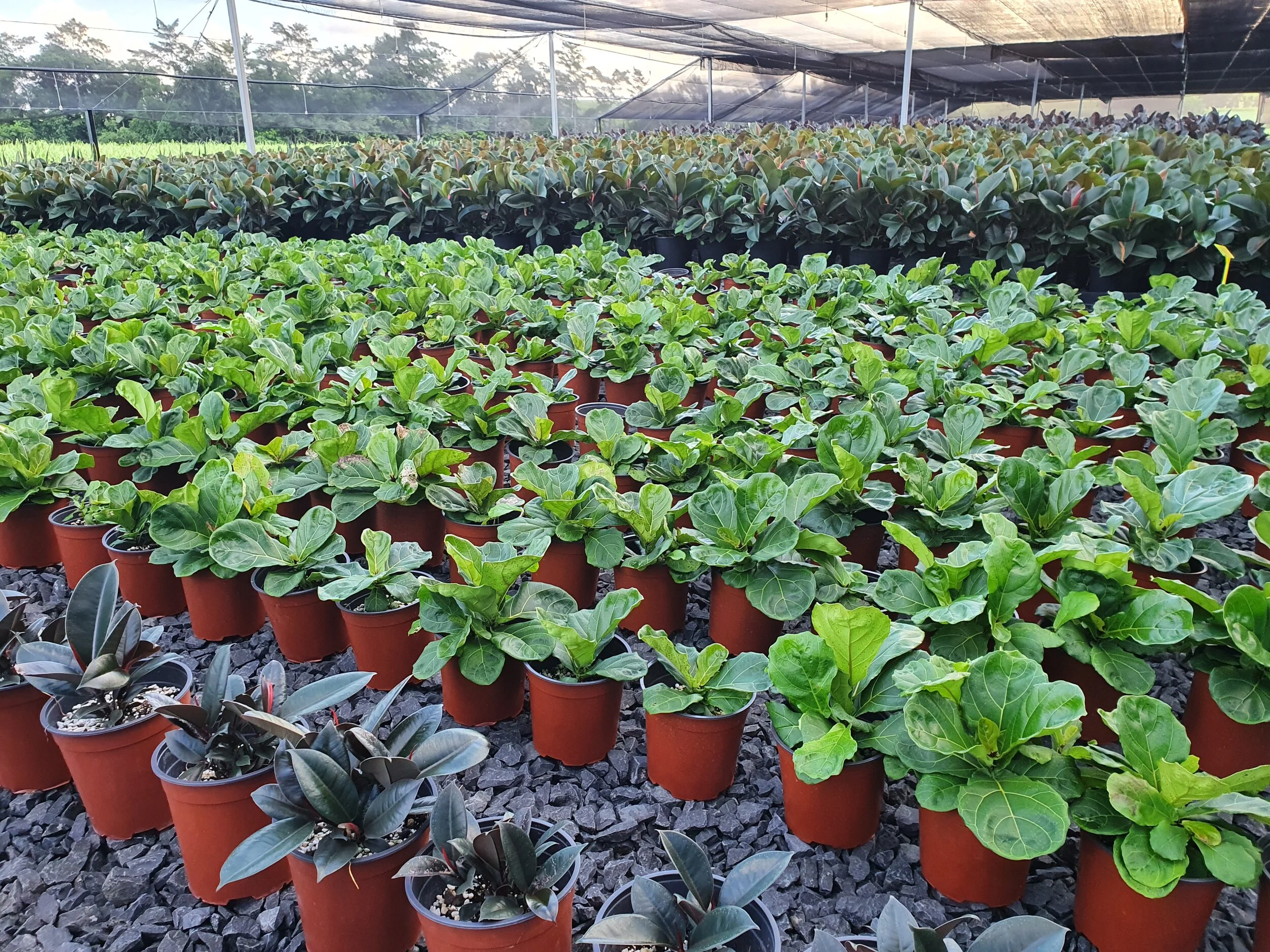 Gallery — Daradgee Wholesale Nursery