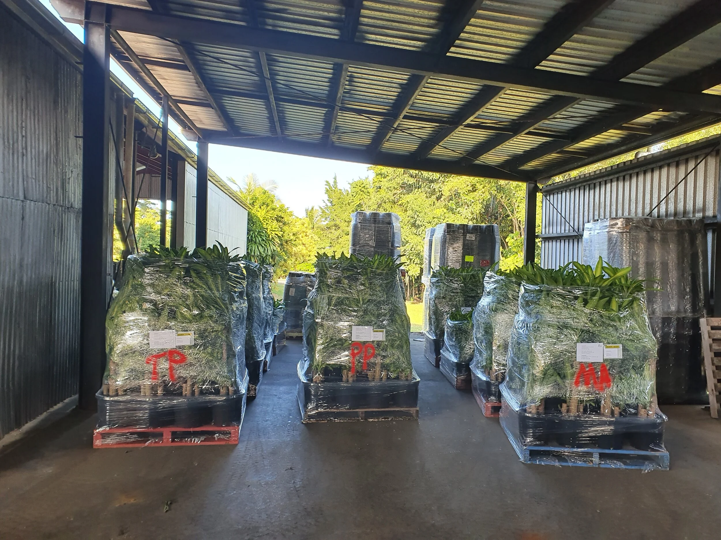 Gallery — Daradgee Wholesale Nursery