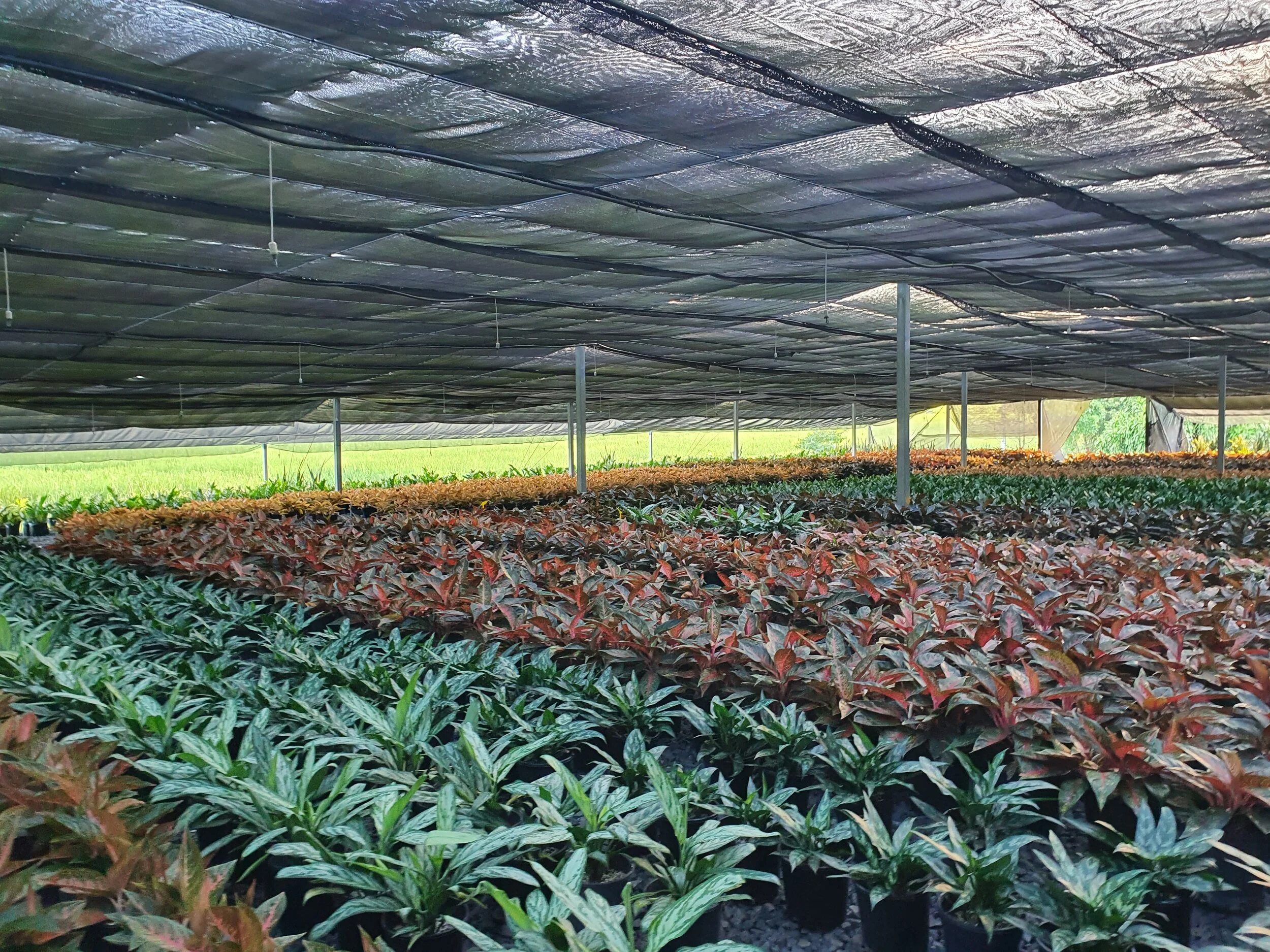 Daradgee Wholesale Nursery
