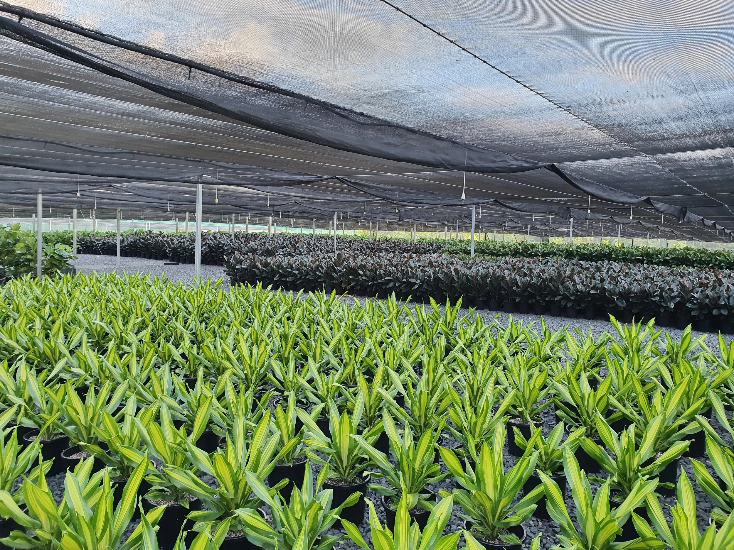 Daradgee Wholesale Nursery