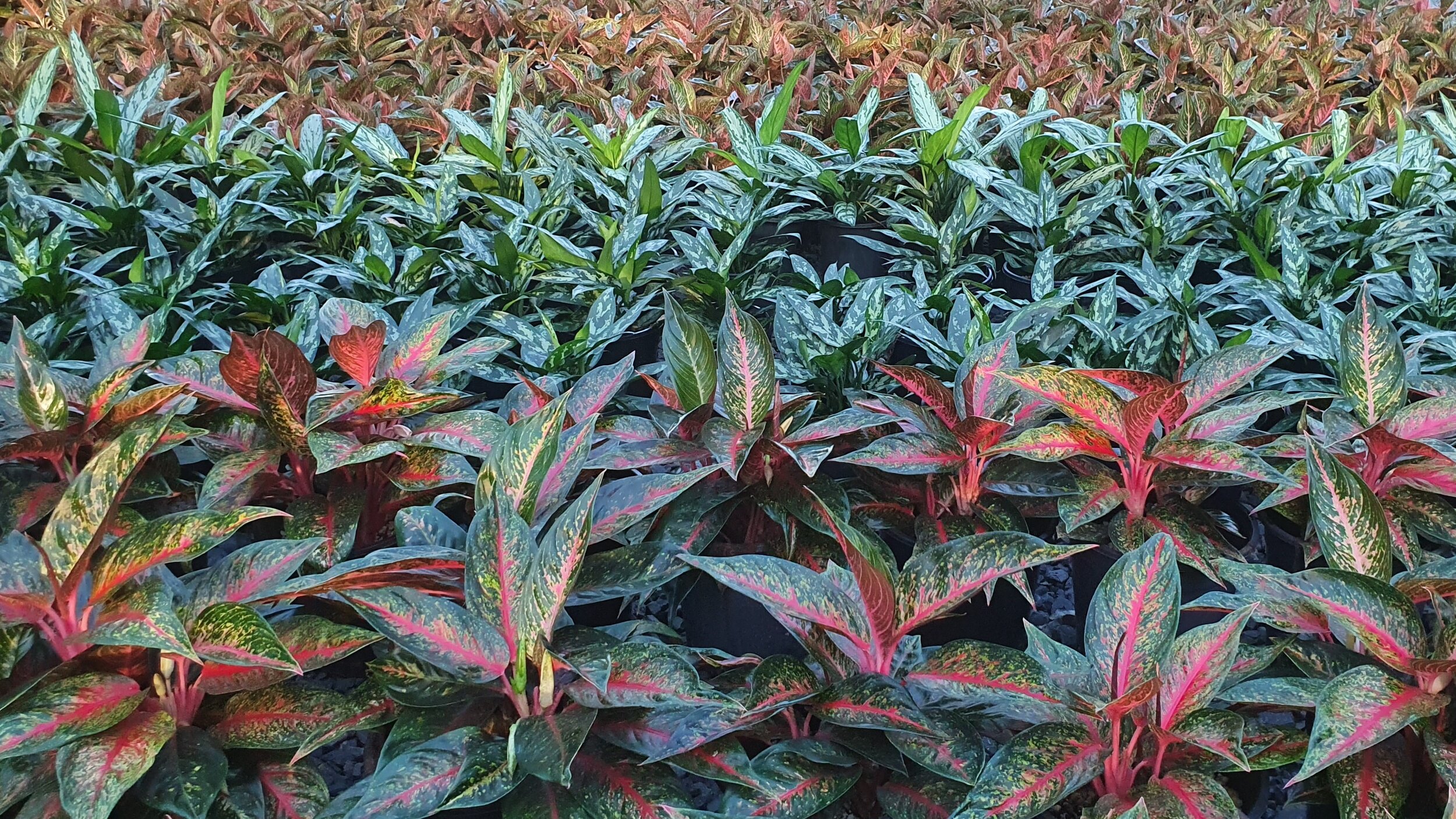 Plants — Daradgee Wholesale Nursery