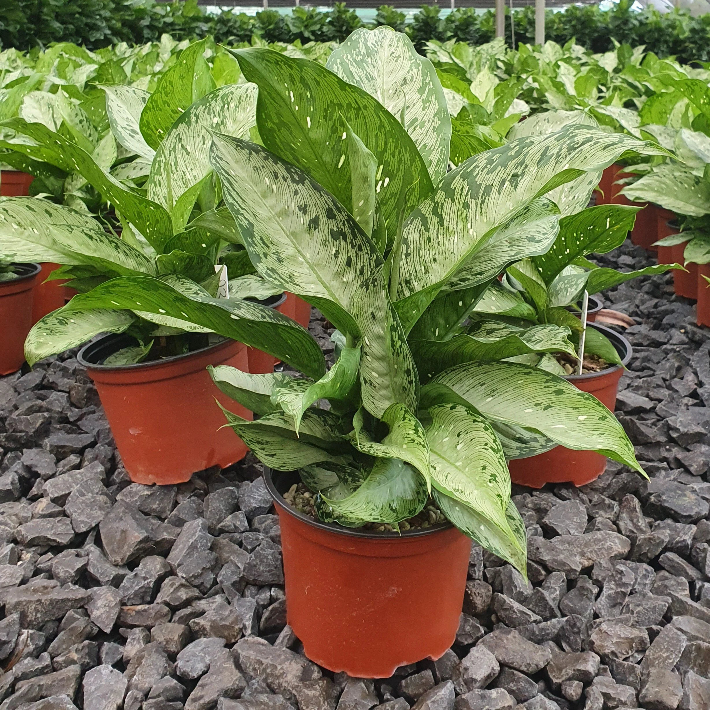 Diffenbachia — Daradgee Wholesale Nursery