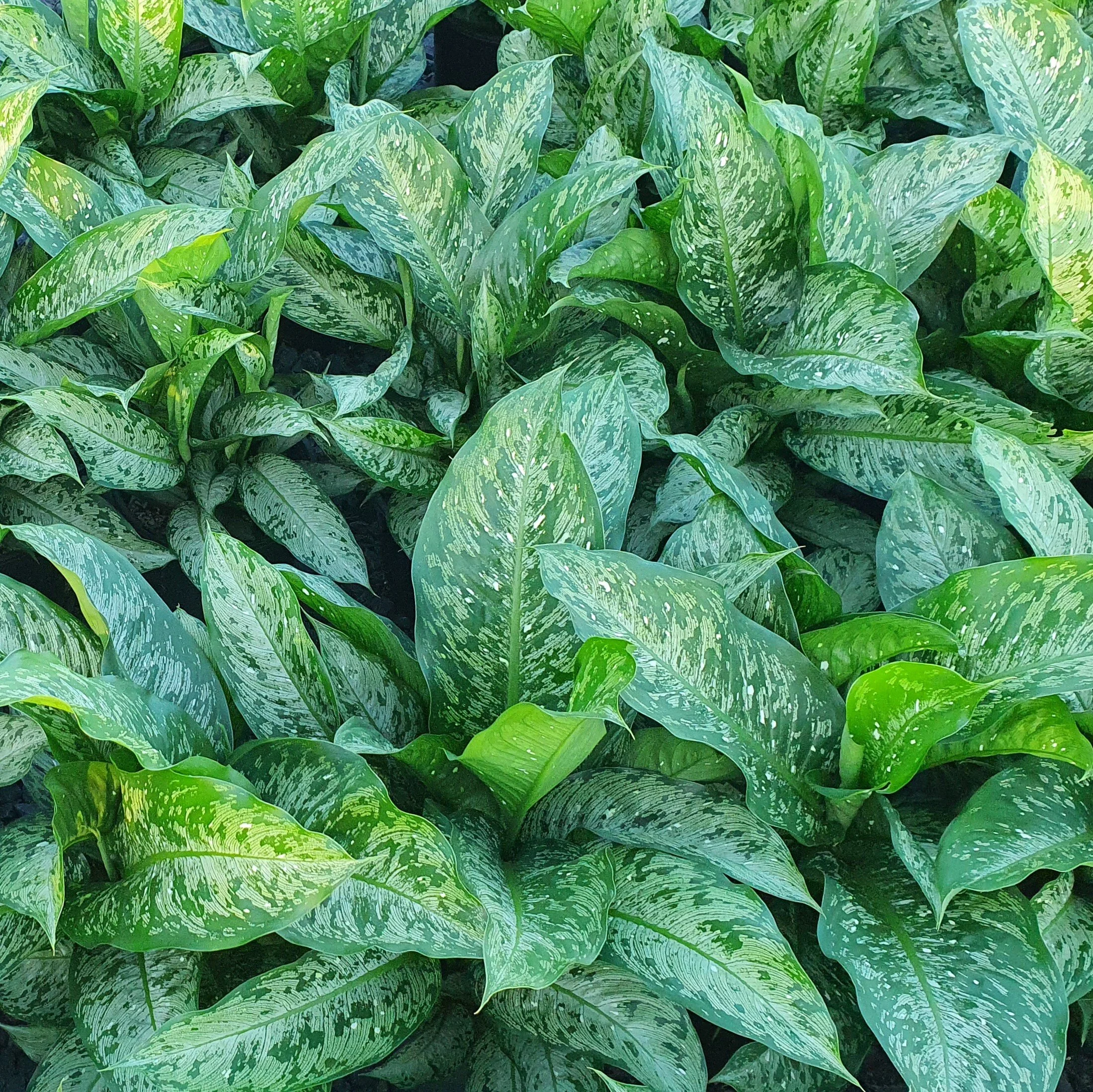 Diffenbachia — Daradgee Wholesale Nursery