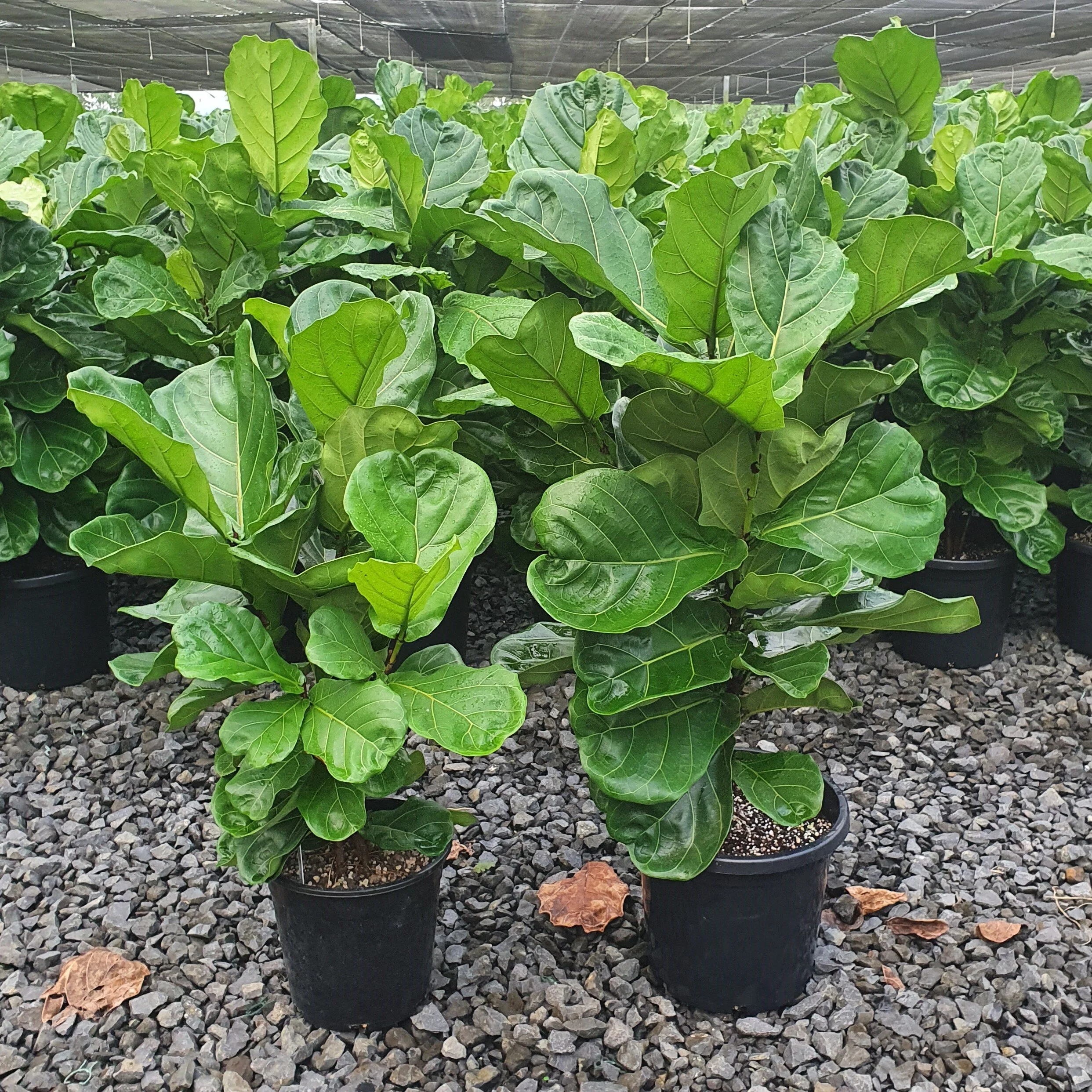 Ficus — Daradgee Wholesale Nursery