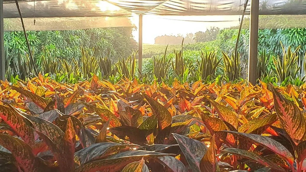 Plants — Daradgee Wholesale Nursery