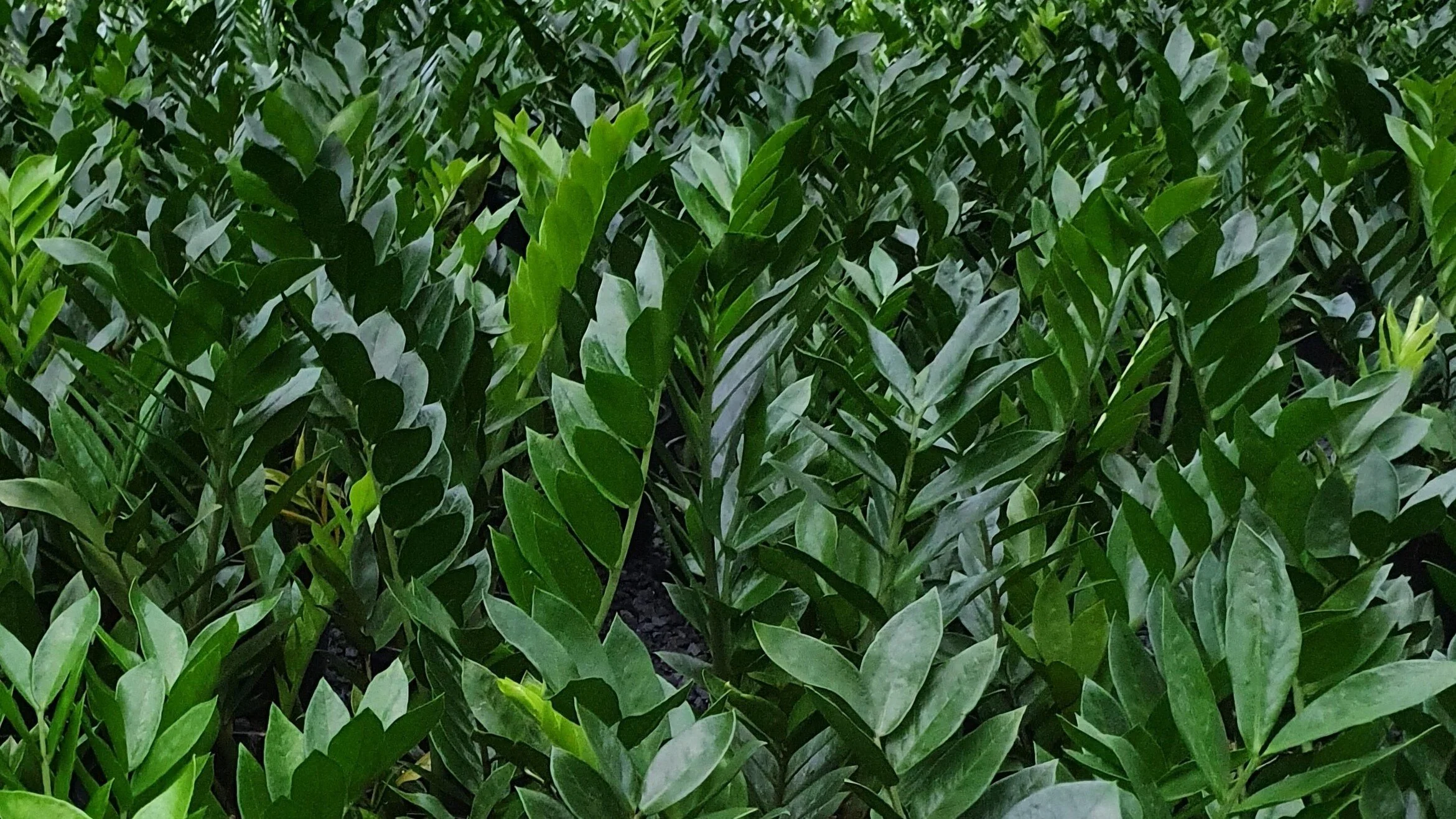 Plants — Daradgee Wholesale Nursery